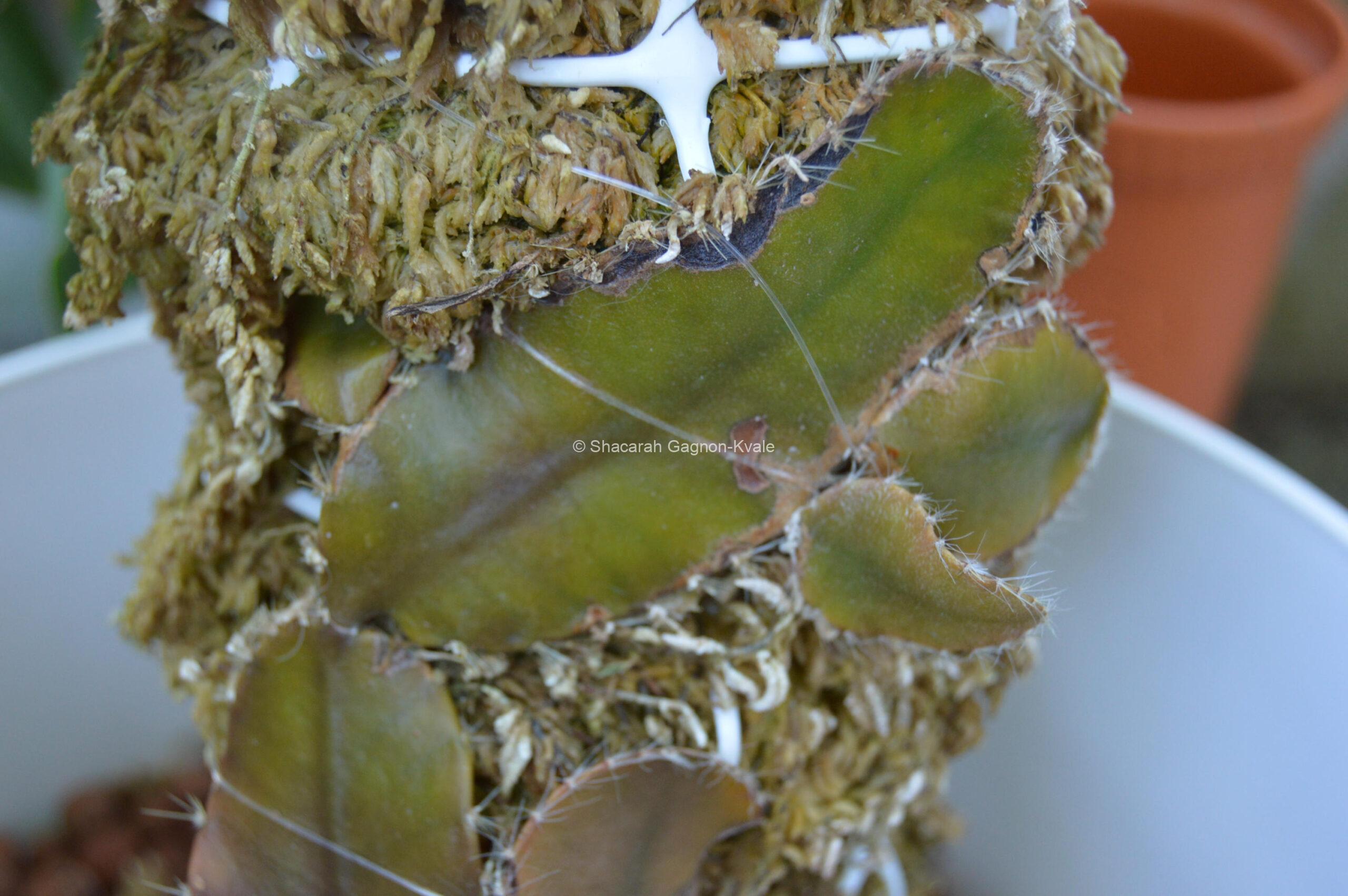 A chat about Strophocactus wittii – Epiphytic Cacti