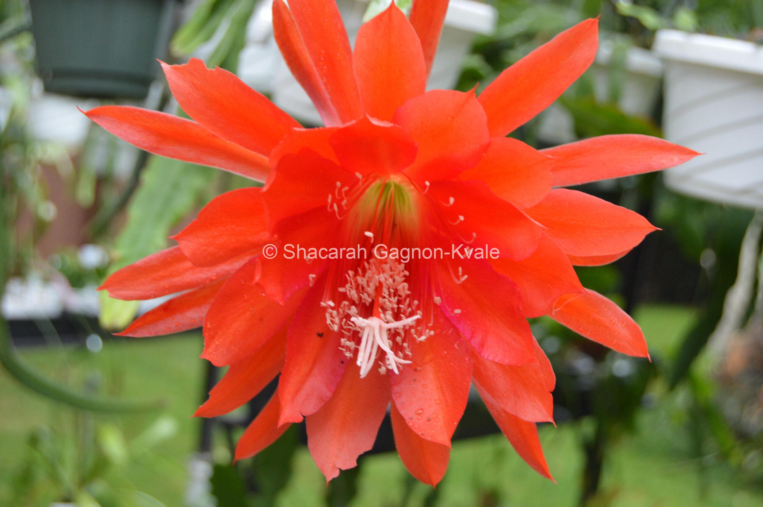 Disocactus hybrid – ‘Camillo Schneider’ – Epiphytic Cacti