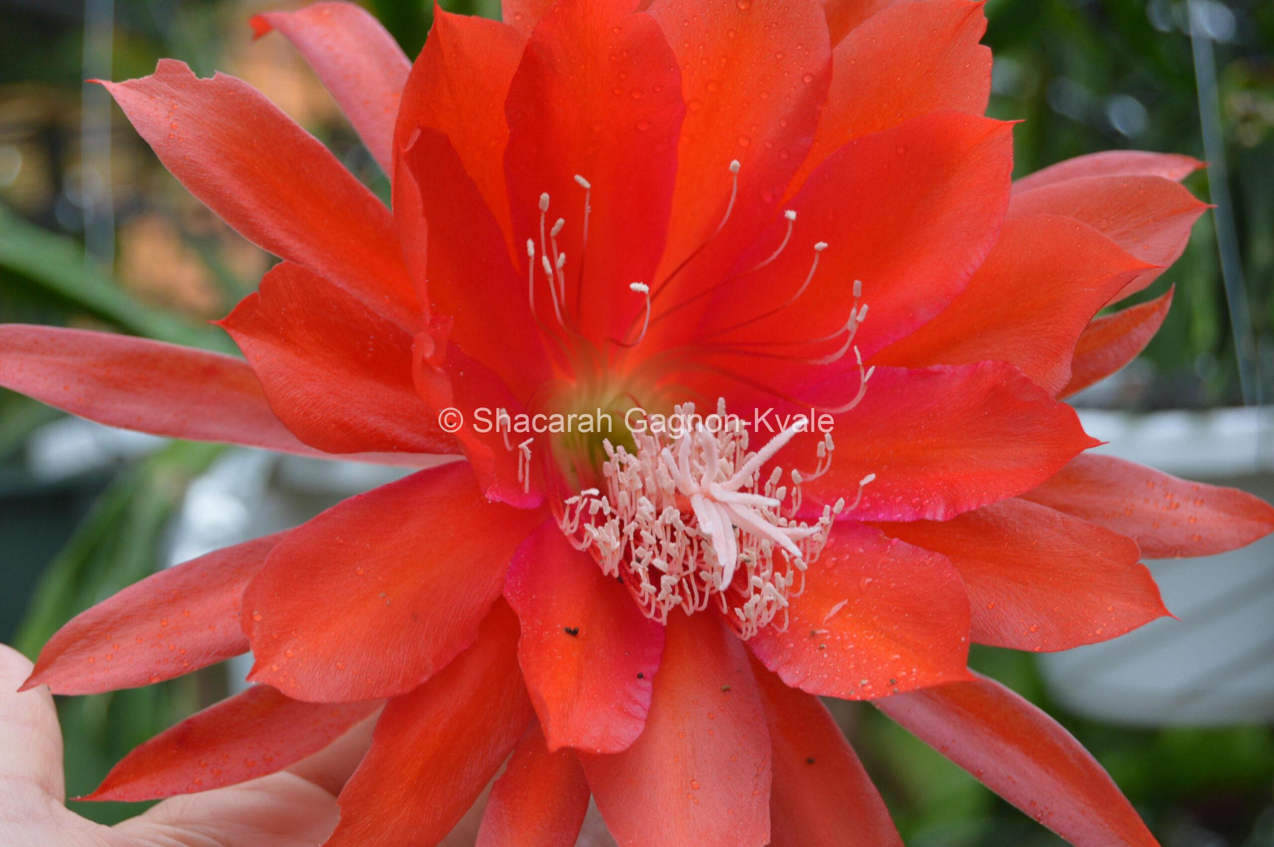 Disocactus hybrid – ‘Camillo Schneider’ – Epiphytic Cacti