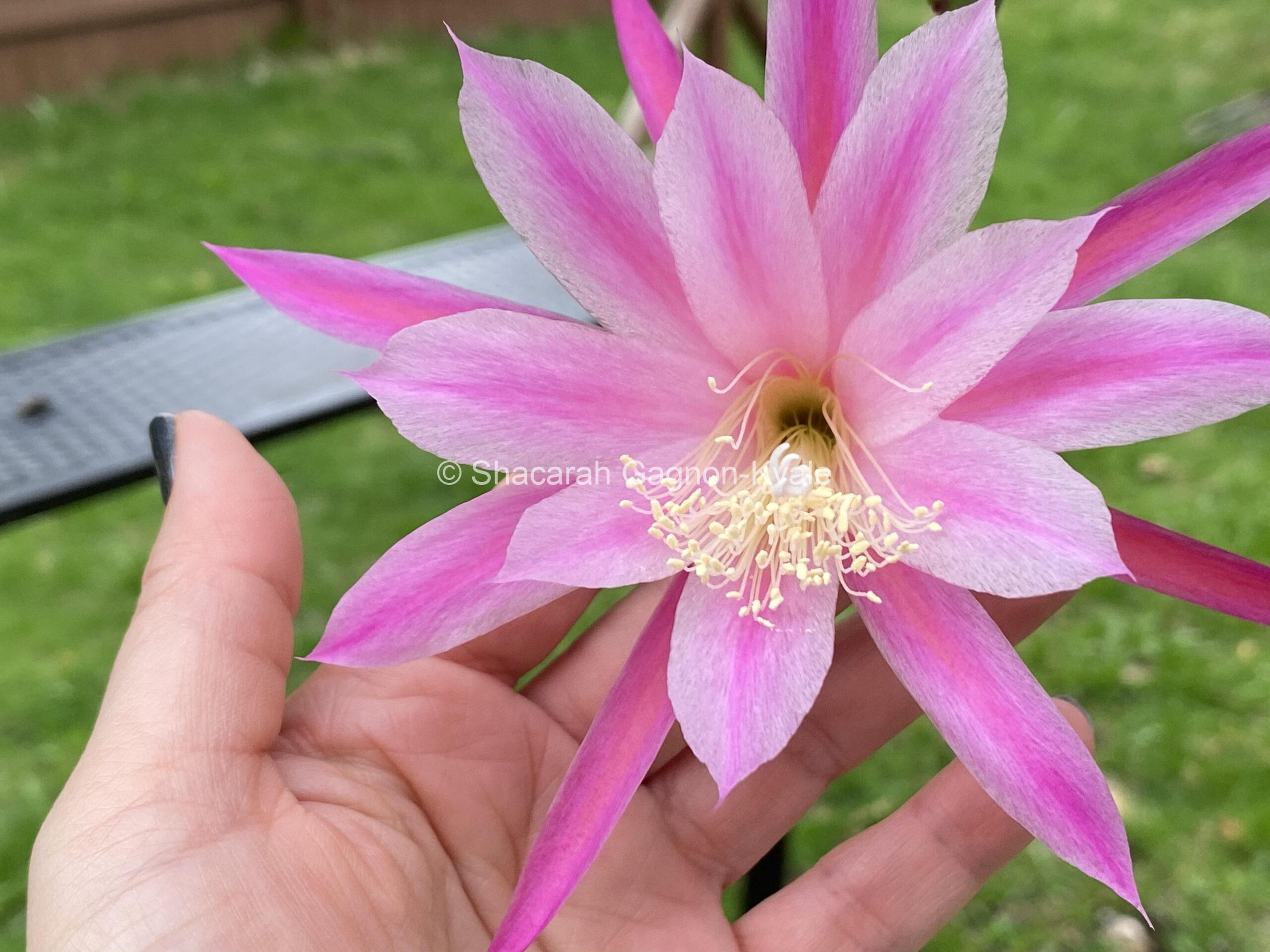 Disocactus hybrid – ‘Joy Edstrom’ – Epiphytic Cacti