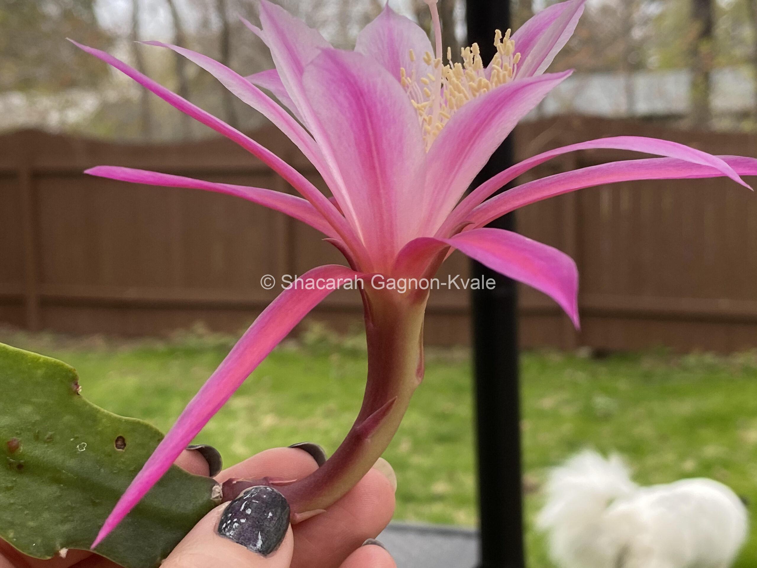 Disocactus hybrid – ‘Joy Edstrom’ – Epiphytic Cacti
