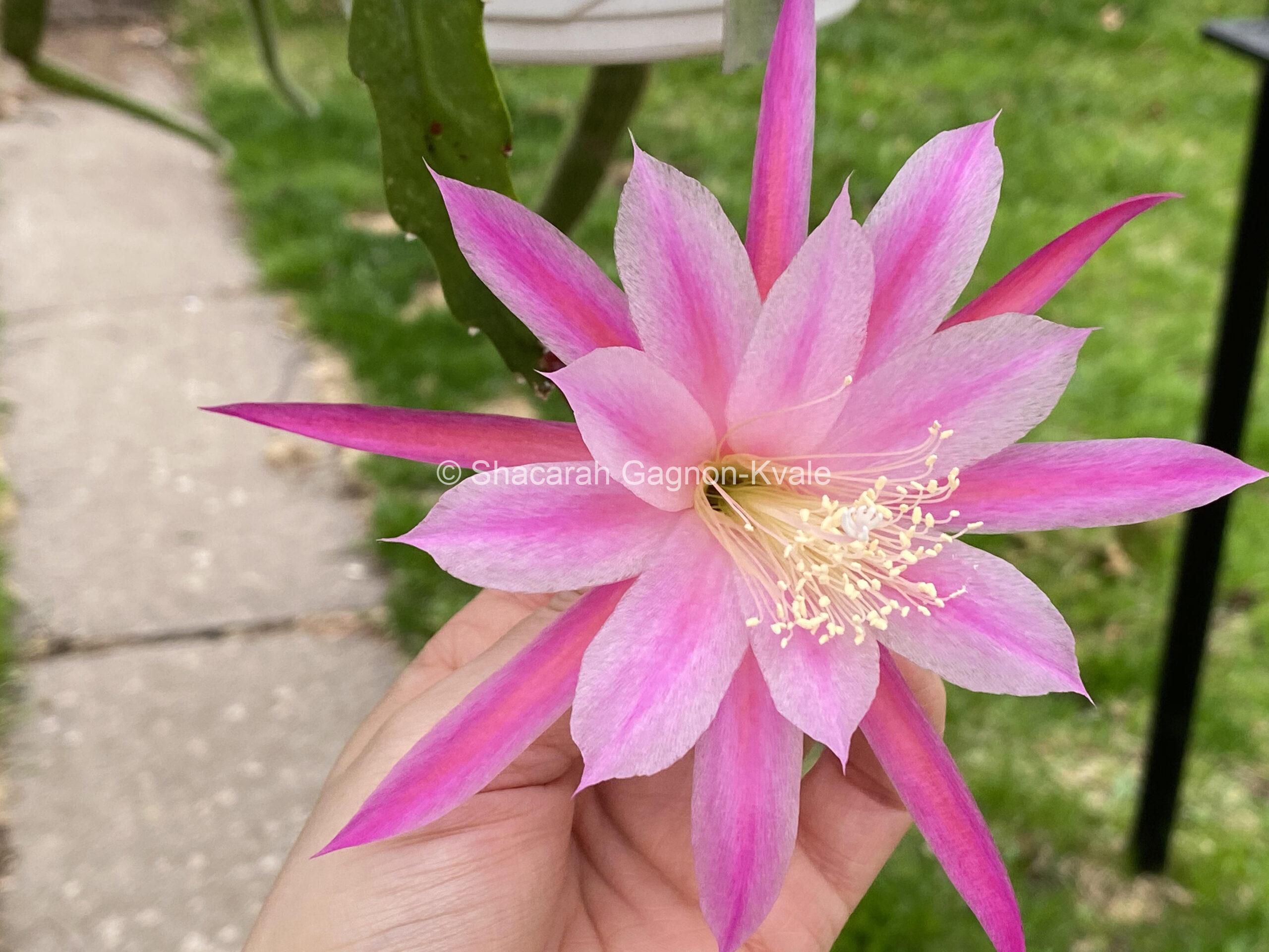 Disocactus hybrid – ‘Joy Edstrom’ – Epiphytic Cacti