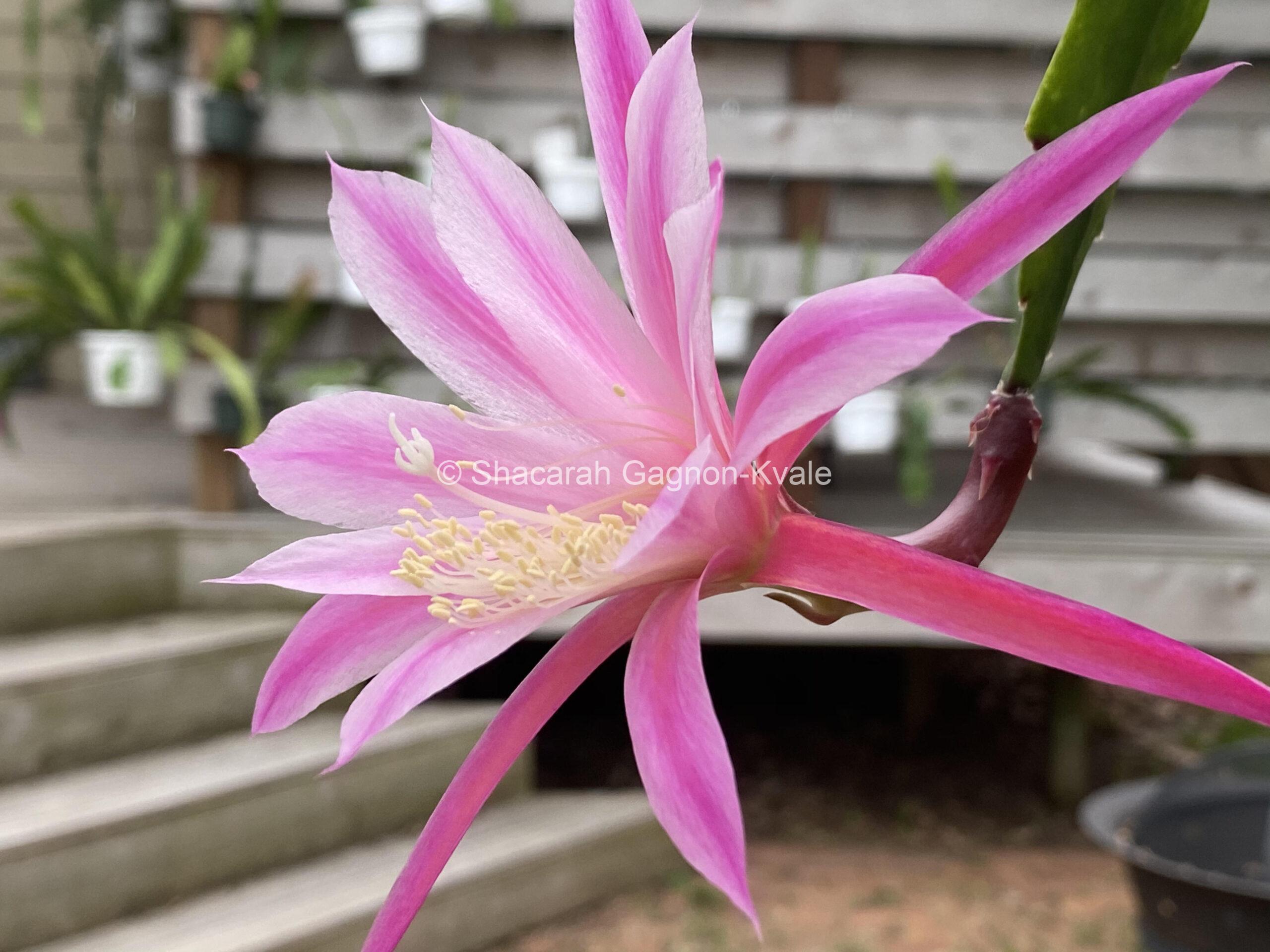 Disocactus hybrid – ‘Joy Edstrom’ – Epiphytic Cacti