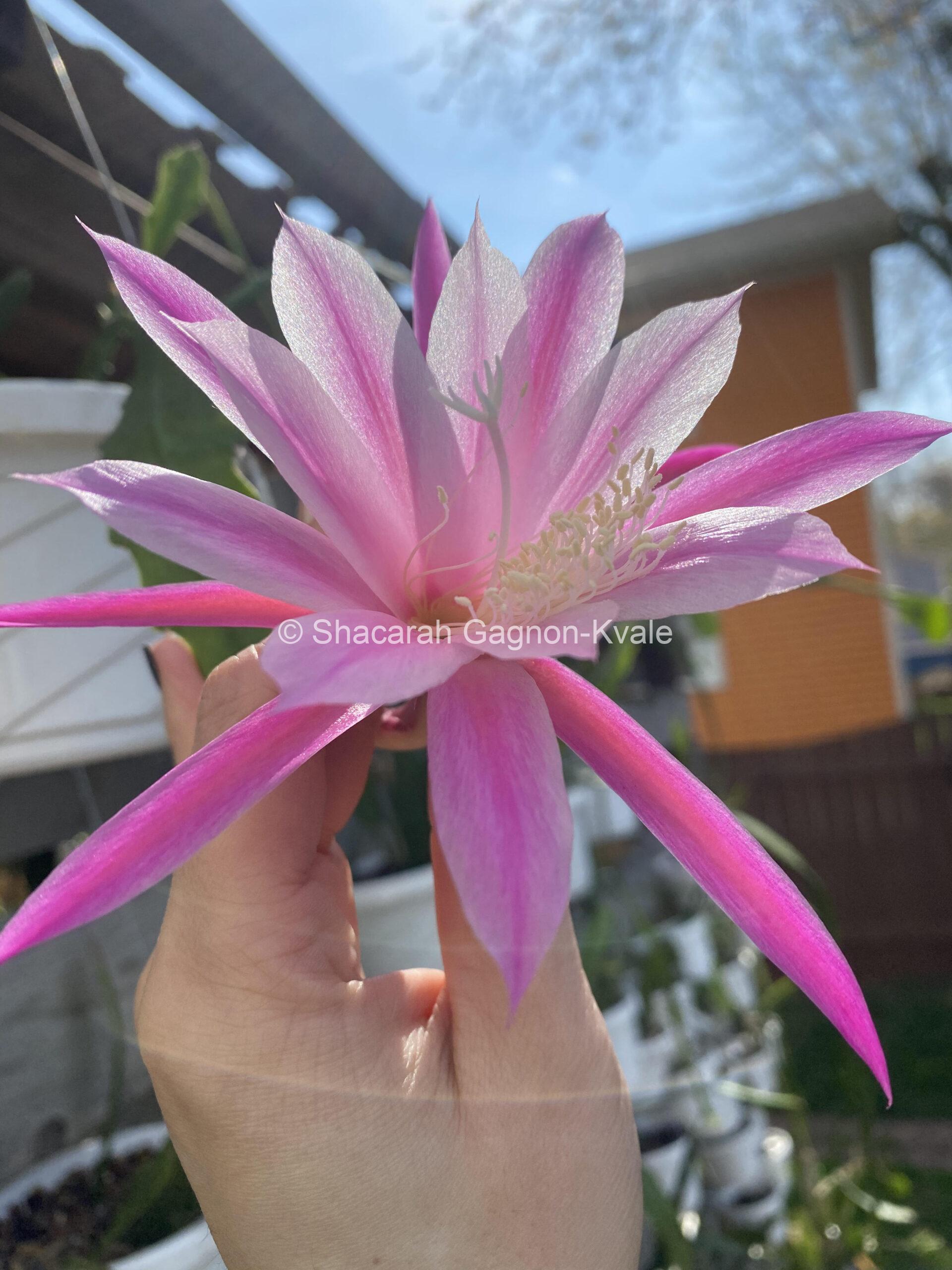Disocactus hybrid – ‘Joy Edstrom’ – Epiphytic Cacti