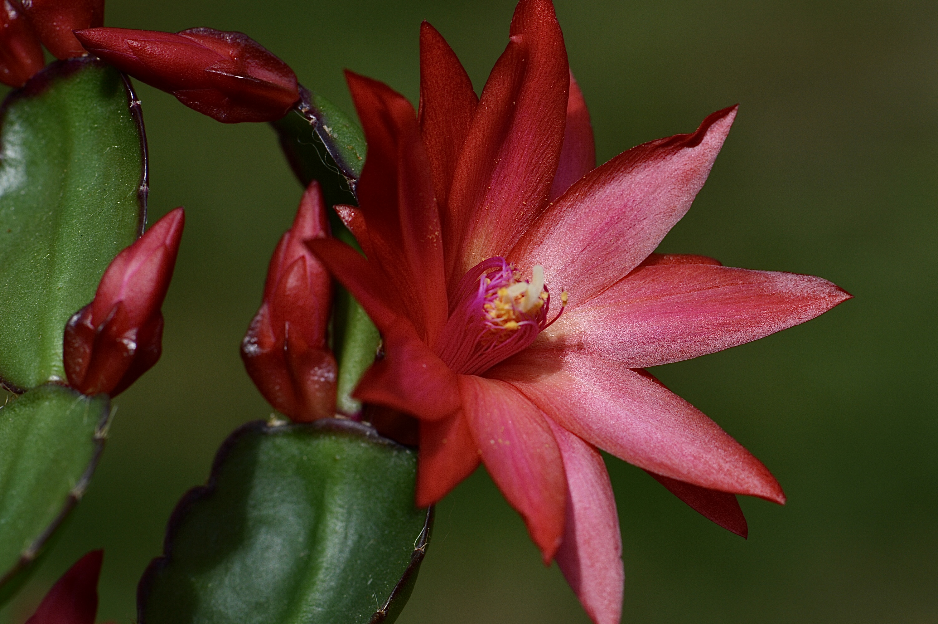 Rhipsalidopsis hybrid – ‘Scorpius’ – Epiphytic Cacti