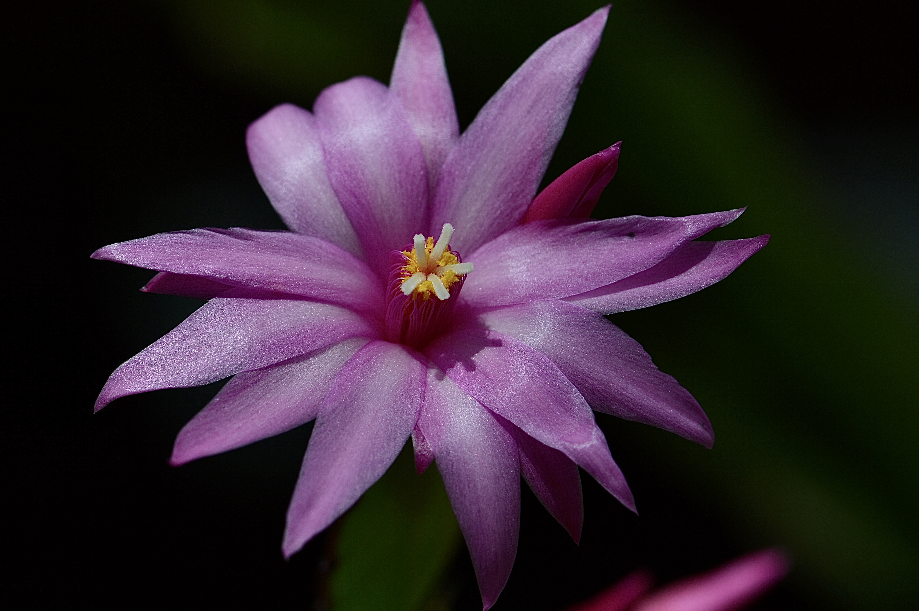 Rhipsalidopsis hybrid – ‘Andromeda’ – Epiphytic Cacti