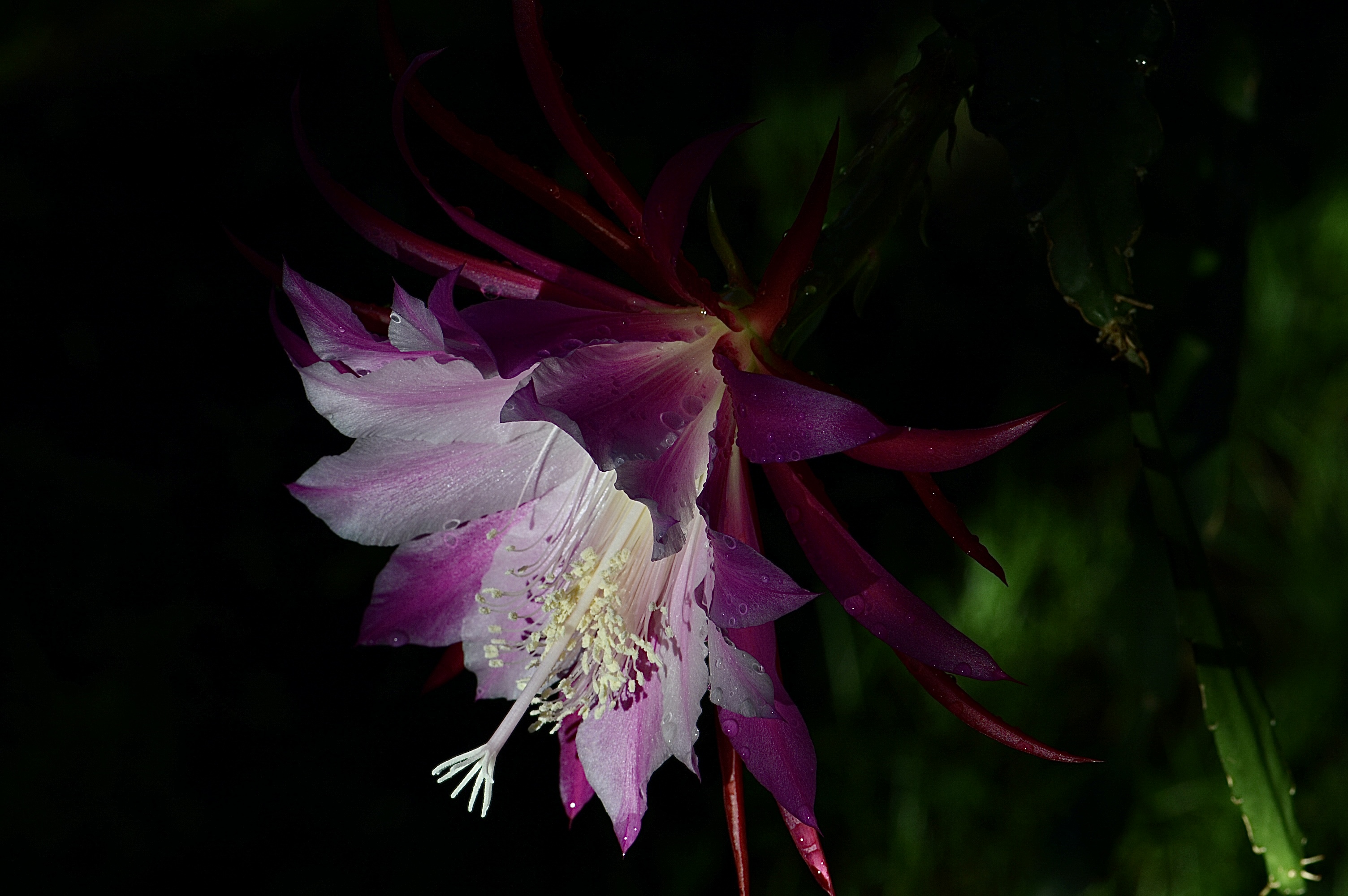 Disocactus hybrid – ‘Chiyo Matsumiya’ – Epiphytic Cacti