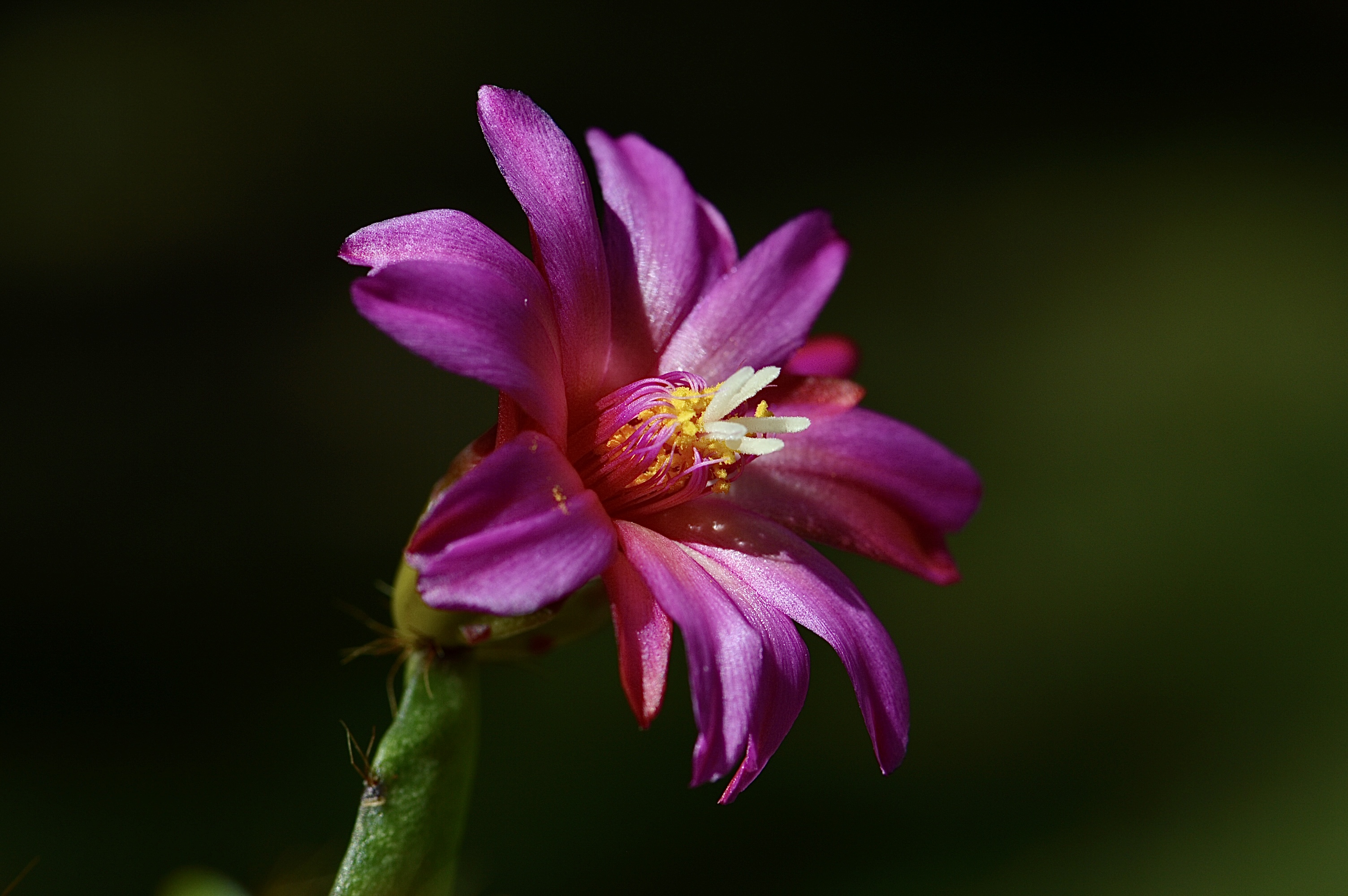 Rhipsalidopsis hybrid – ‘Rainbow’ – Epiphytic Cacti