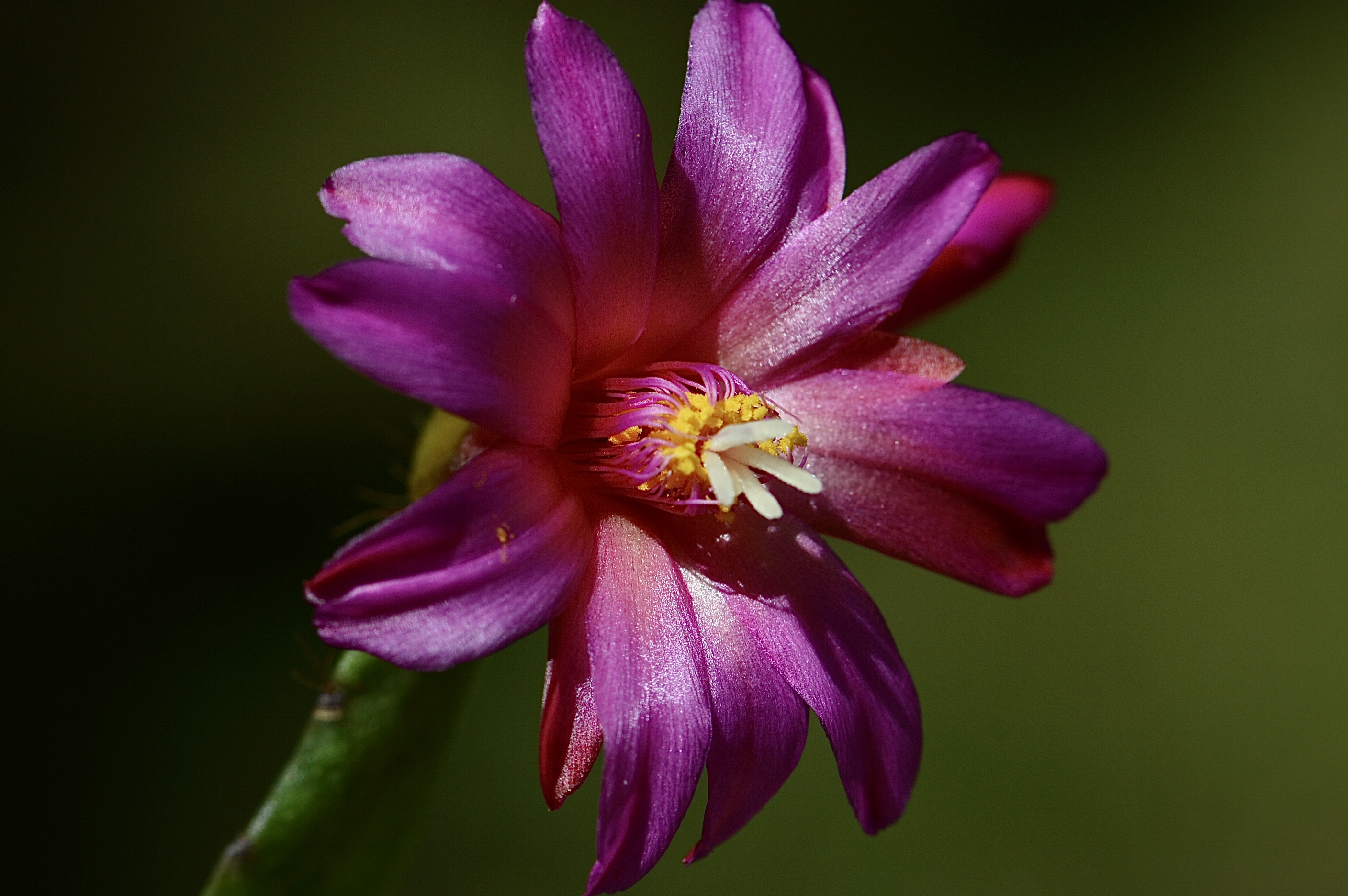 Rhipsalidopsis hybrid – ‘Rainbow’ – Epiphytic Cacti