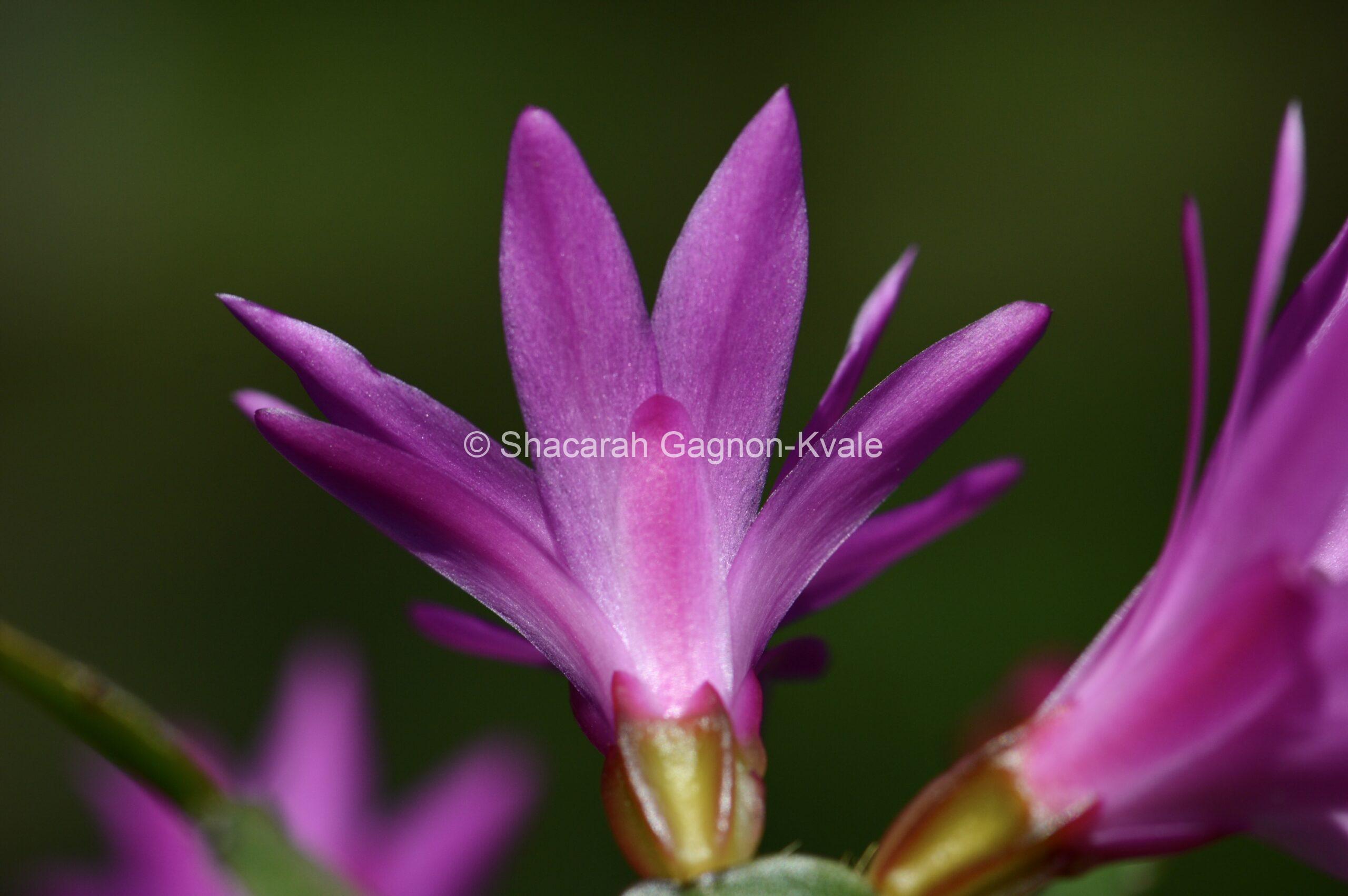Rhipsalidopsis hybrid – ‘Evita’ – Epiphytic Cacti