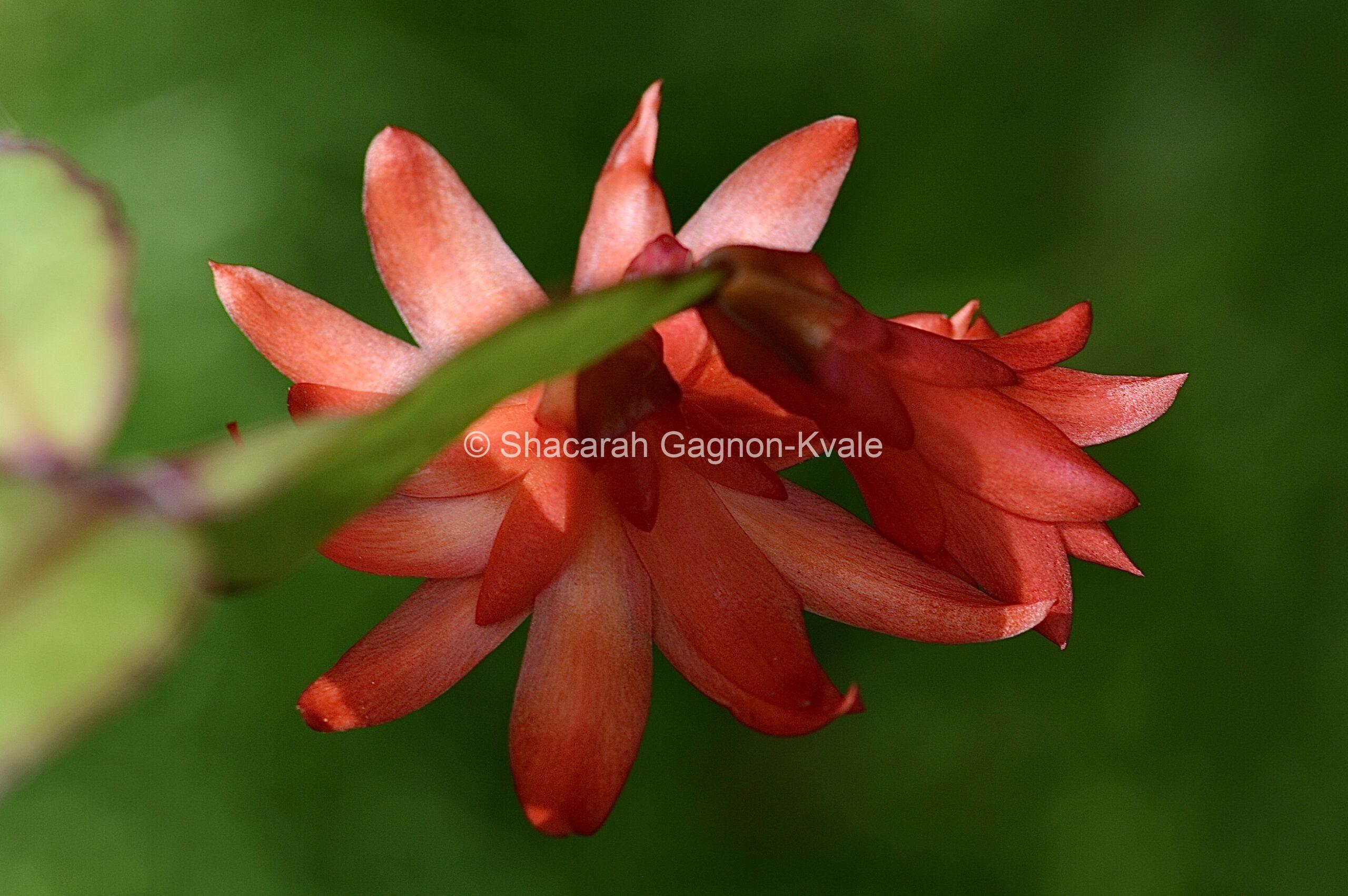 Rhipsalidopsis hybrid – ‘Auriga’ – Epiphytic Cacti