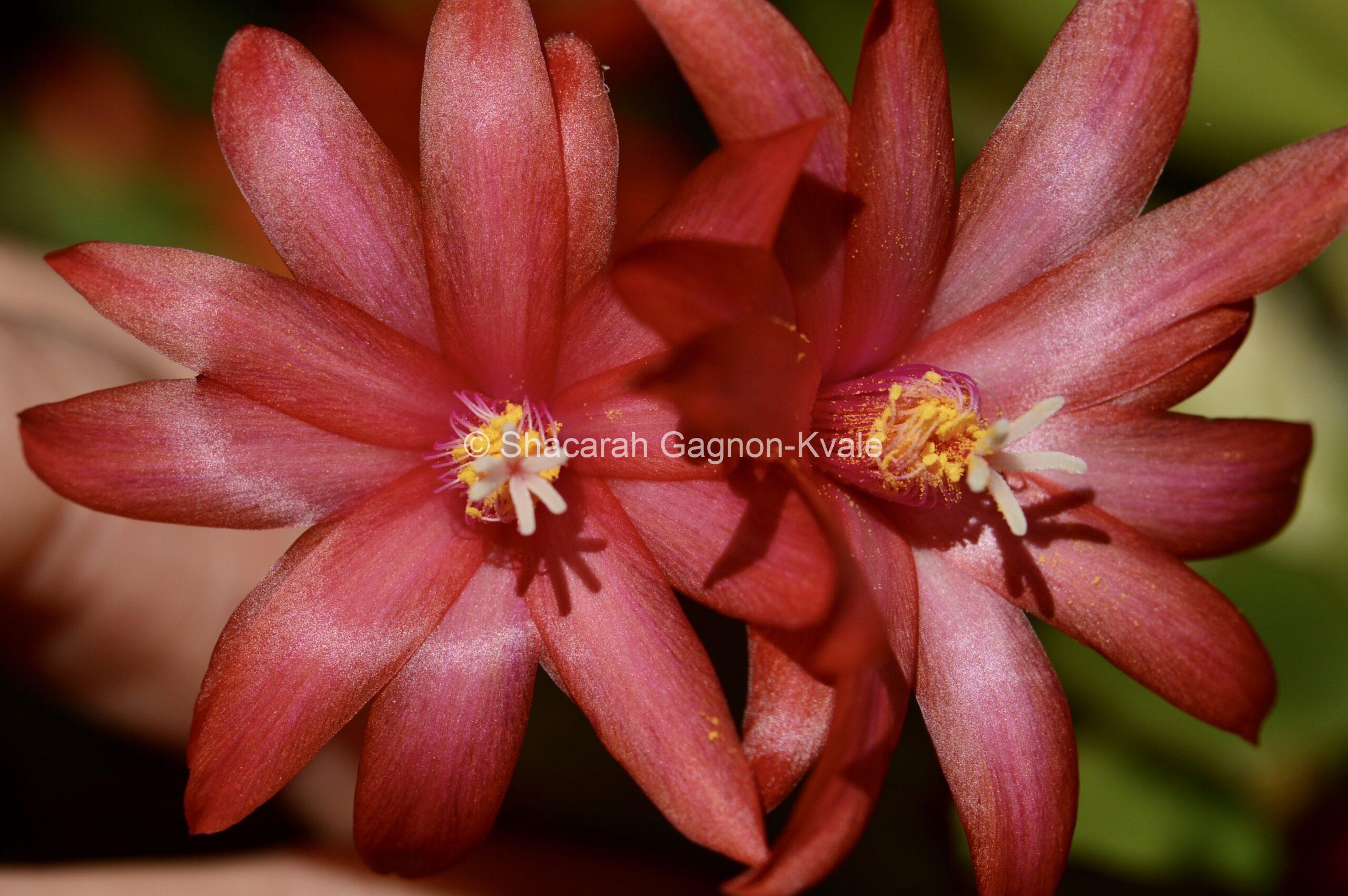 Rhipsalidopsis hybrid – ‘Auriga’ – Epiphytic Cacti