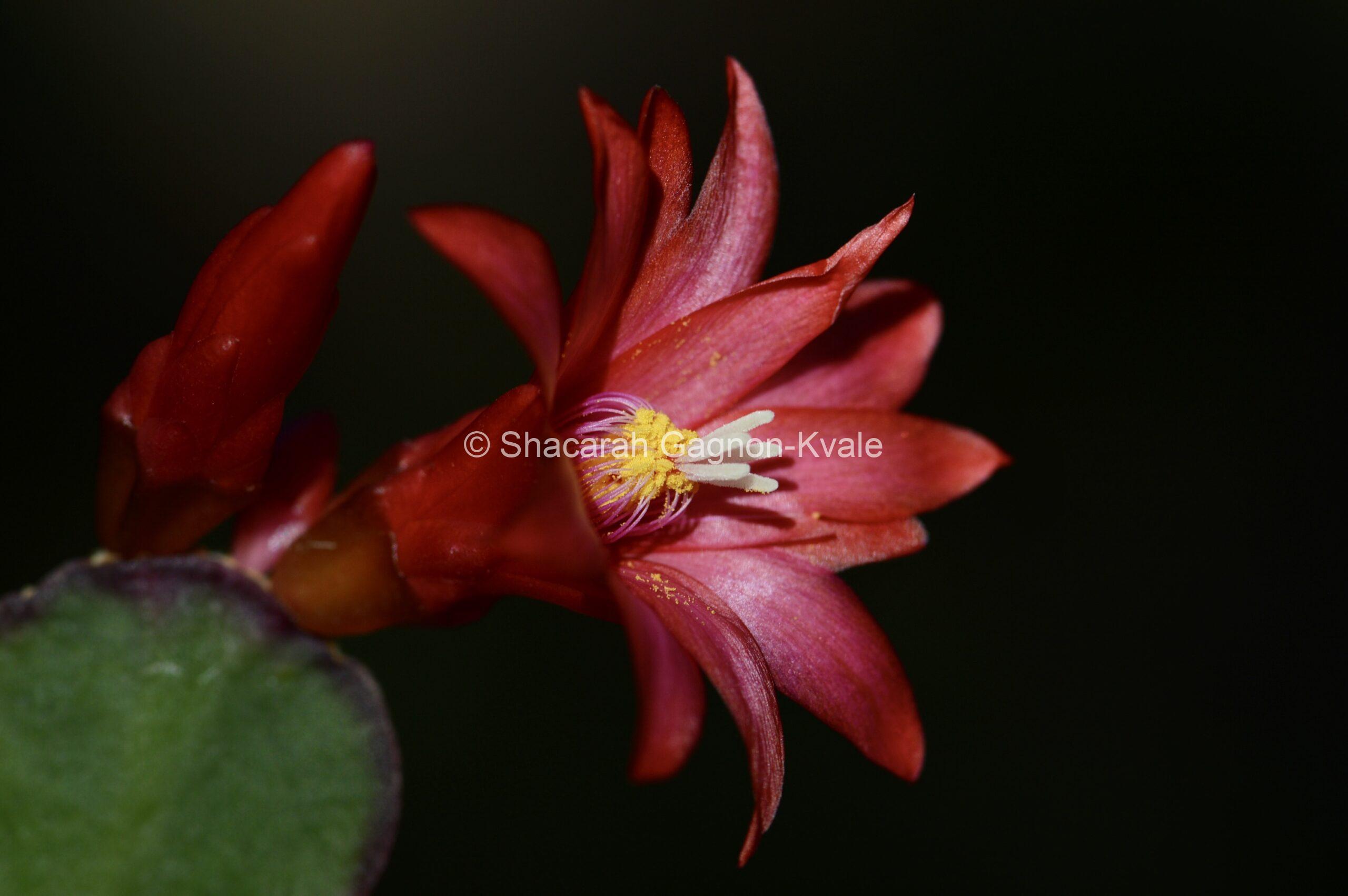 Rhipsalidopsis hybrid – ‘Auriga’ – Epiphytic Cacti