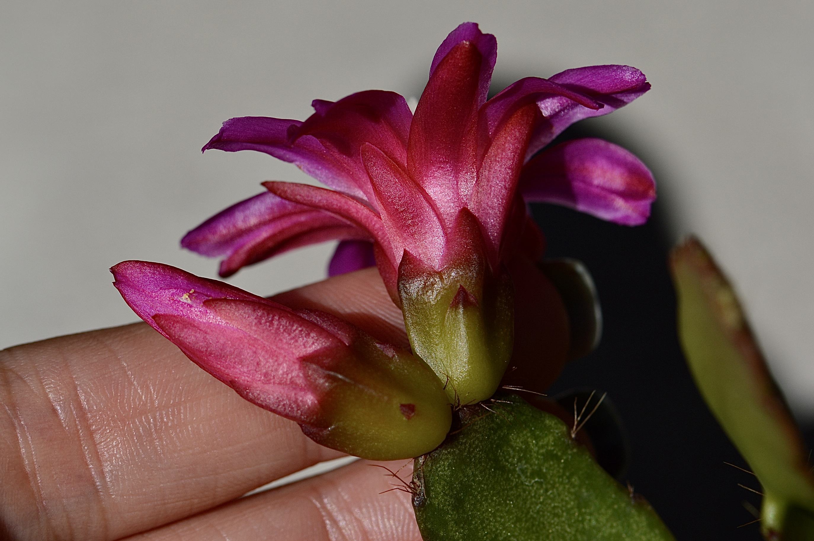 Rhipsalidopsis hybrid – ‘Rainbow’ – Epiphytic Cacti