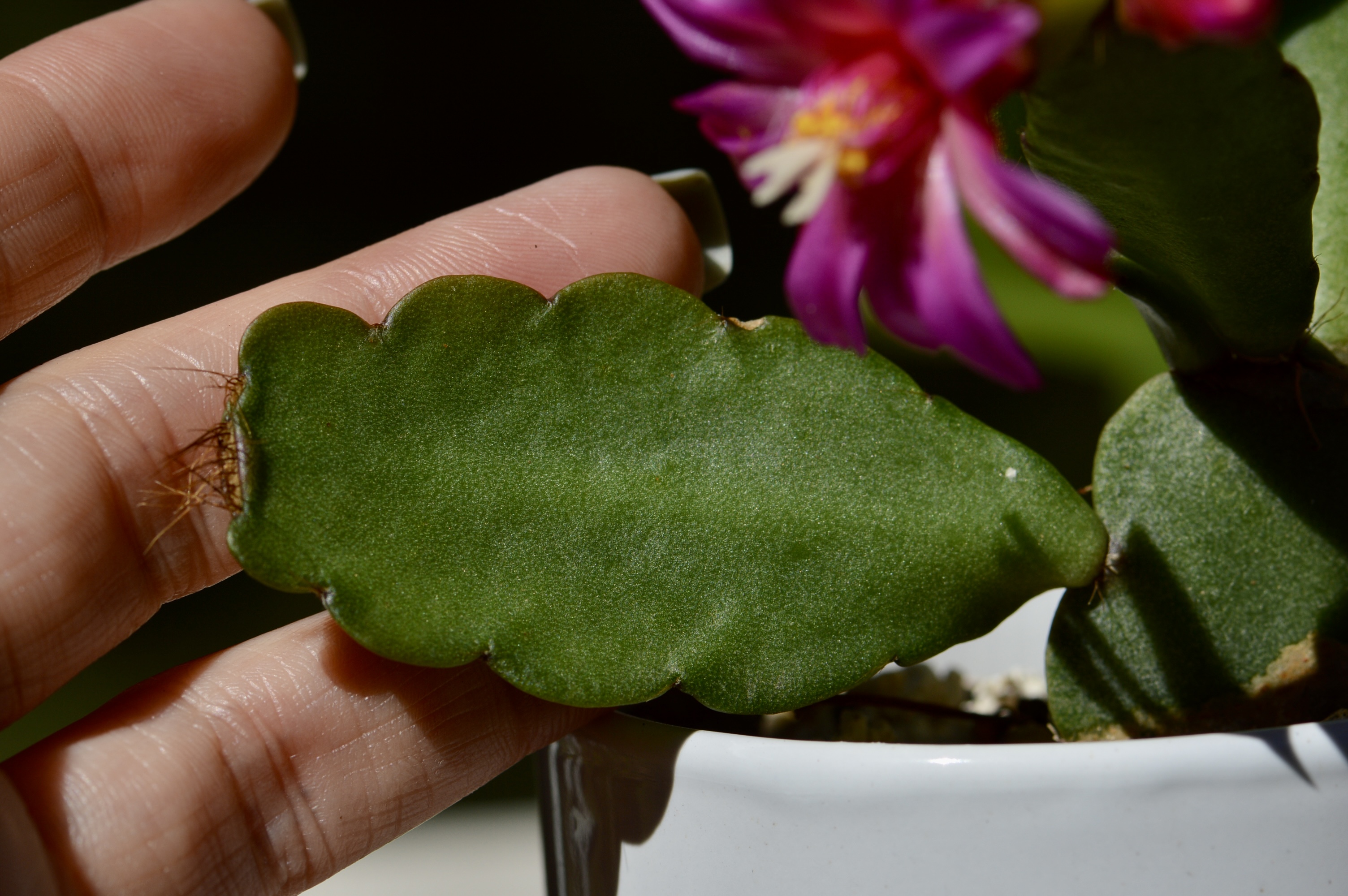 Rhipsalidopsis hybrid – ‘Rainbow’ – Epiphytic Cacti