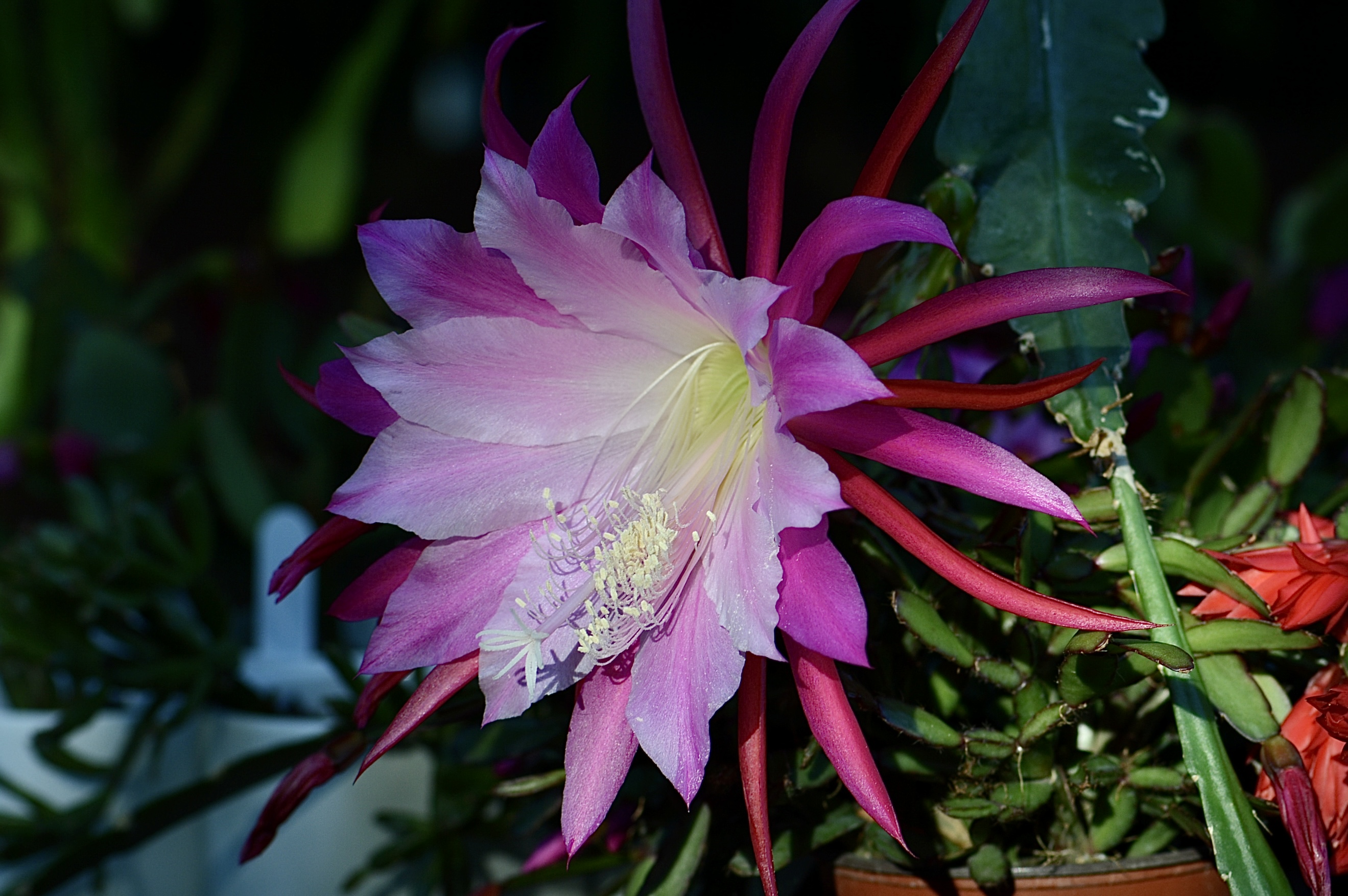 Disocactus hybrid – ‘Chiyo Matsumiya’ – Epiphytic Cacti