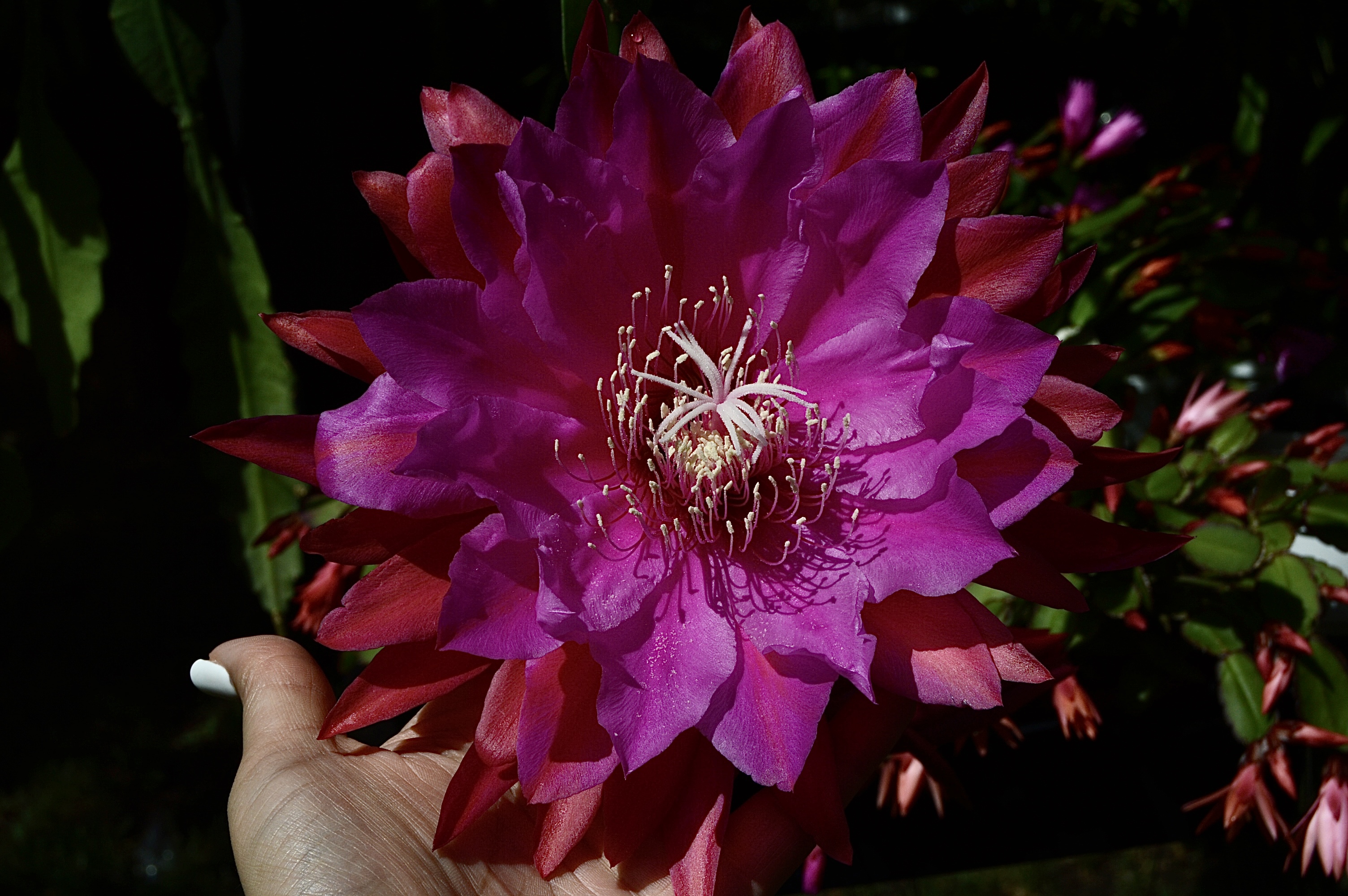 Disocactus hybrid – ‘Kiwi Surprise Encounter’ – Epiphytic Cacti