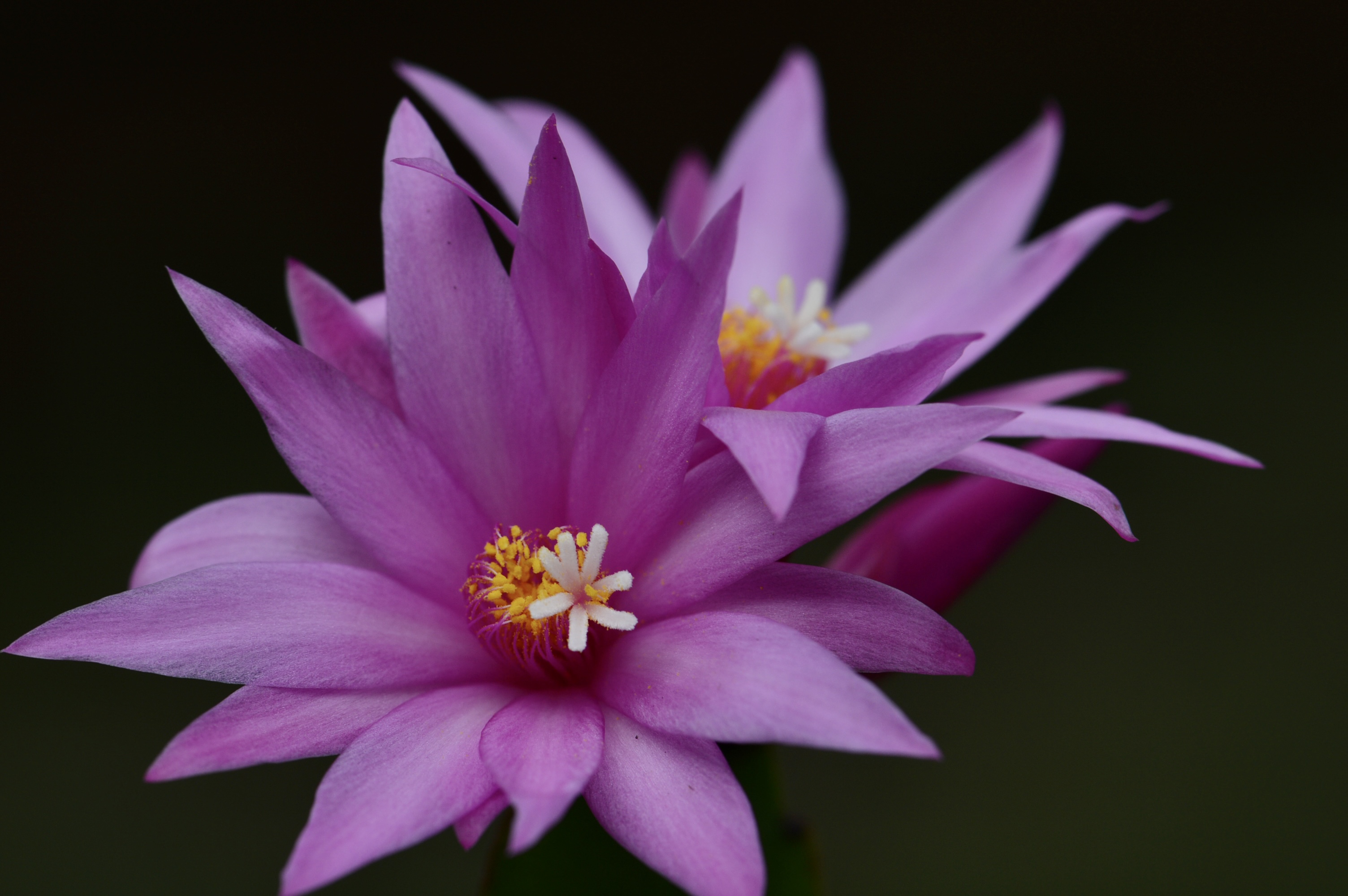 Rhipsalidopsis hybrid – ‘Andromeda’ – Epiphytic Cacti