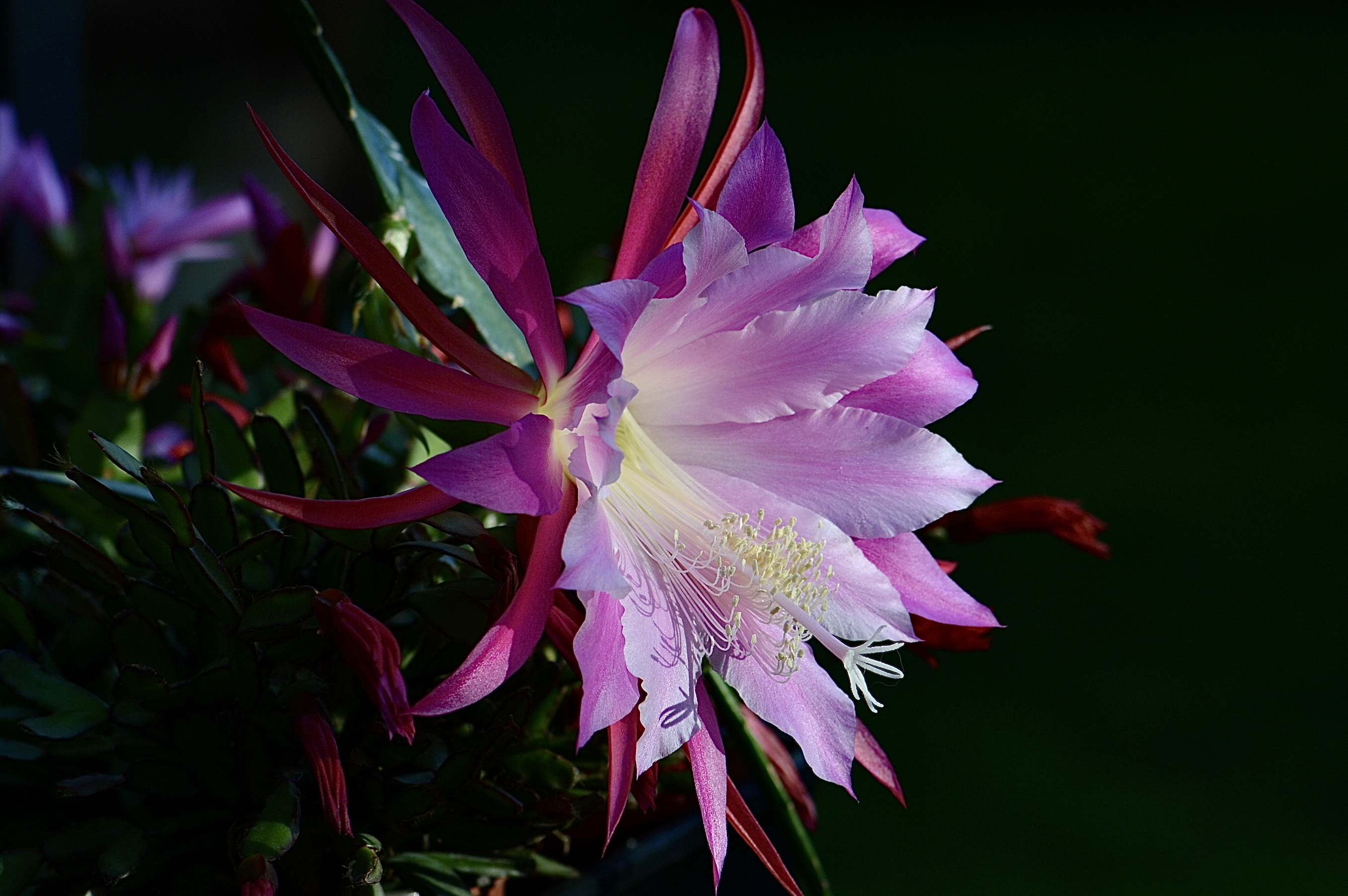 Disocactus hybrid – ‘Chiyo Matsumiya’ – Epiphytic Cacti