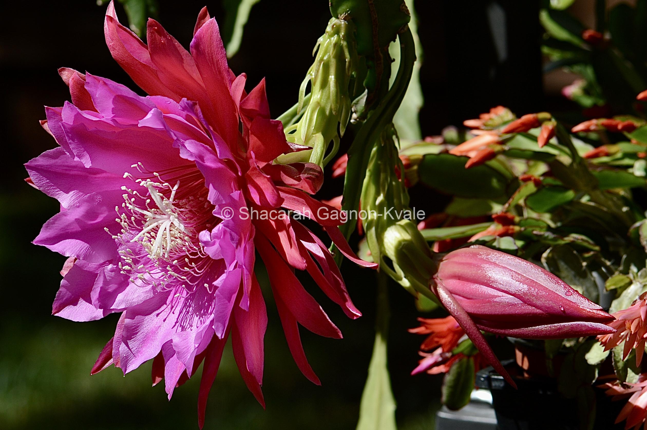 Disocactus hybrid – ‘Kiwi Surprise Encounter’ – Epiphytic Cacti
