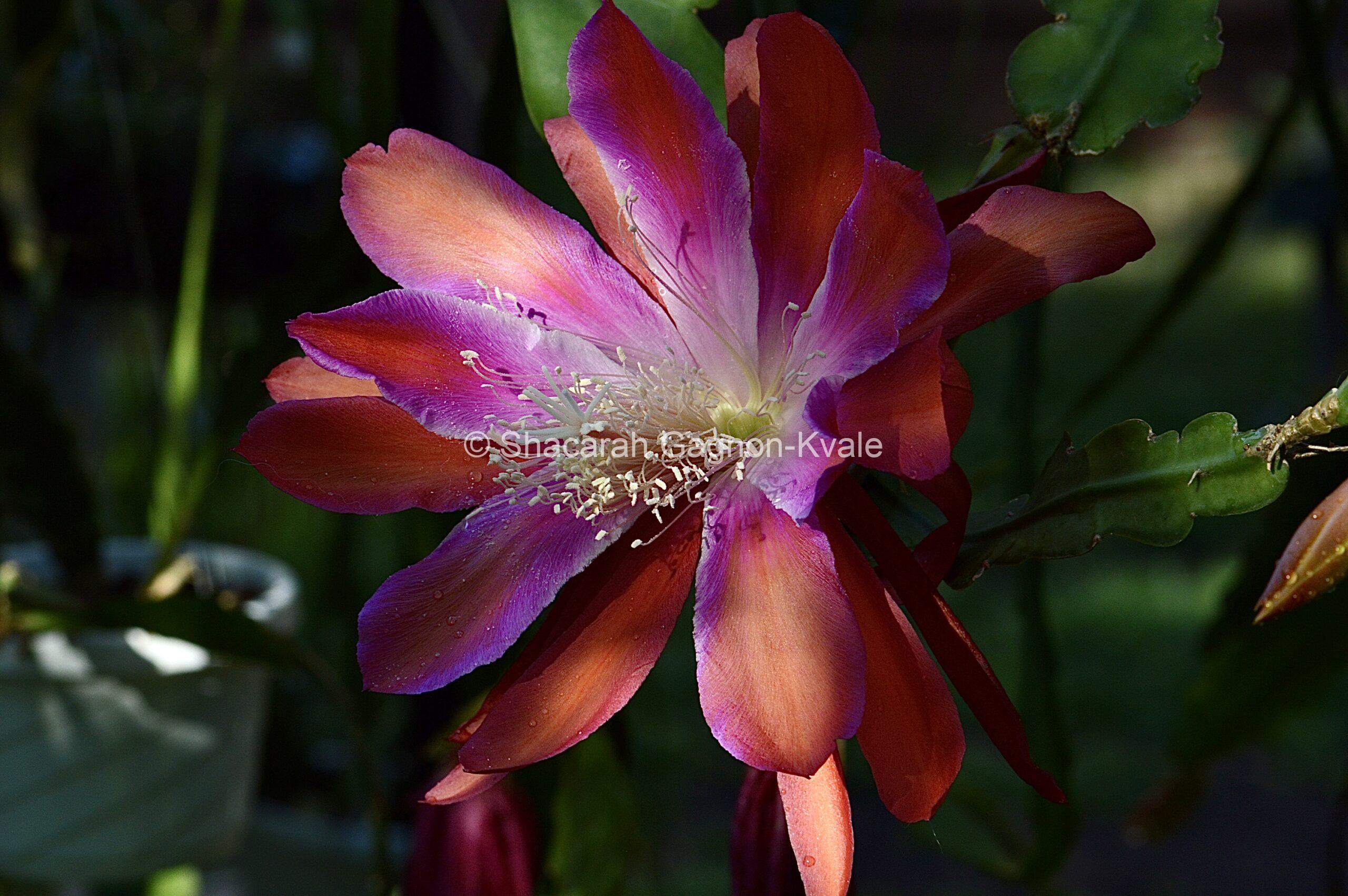Disocactus hybrid – ‘Sunset Boulevard’ – Epiphytic Cacti