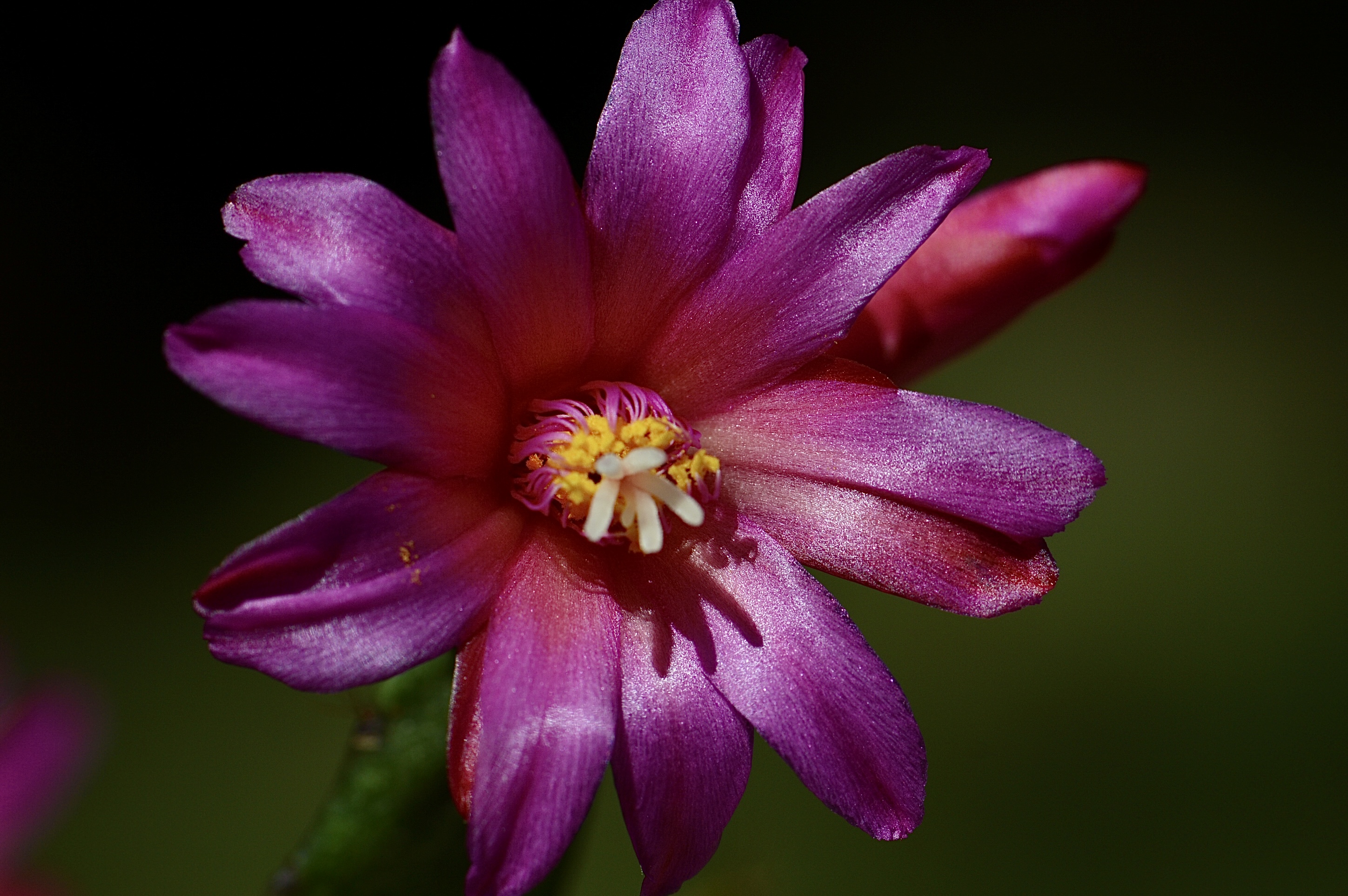 Rhipsalidopsis hybrid – ‘Rainbow’ – Epiphytic Cacti