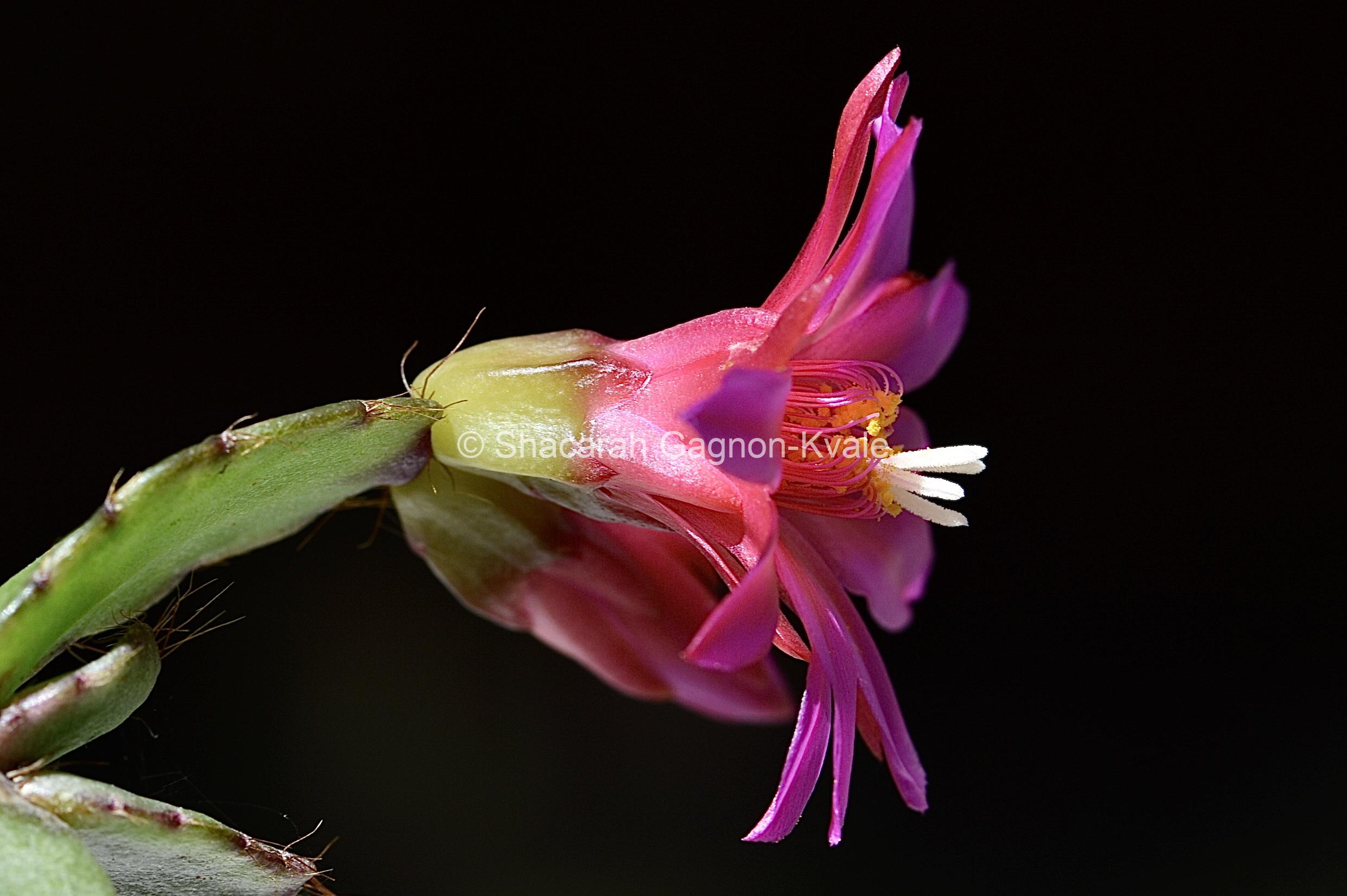 Rhipsalidopsis hybrid – ‘Rainbow’ – Epiphytic Cacti