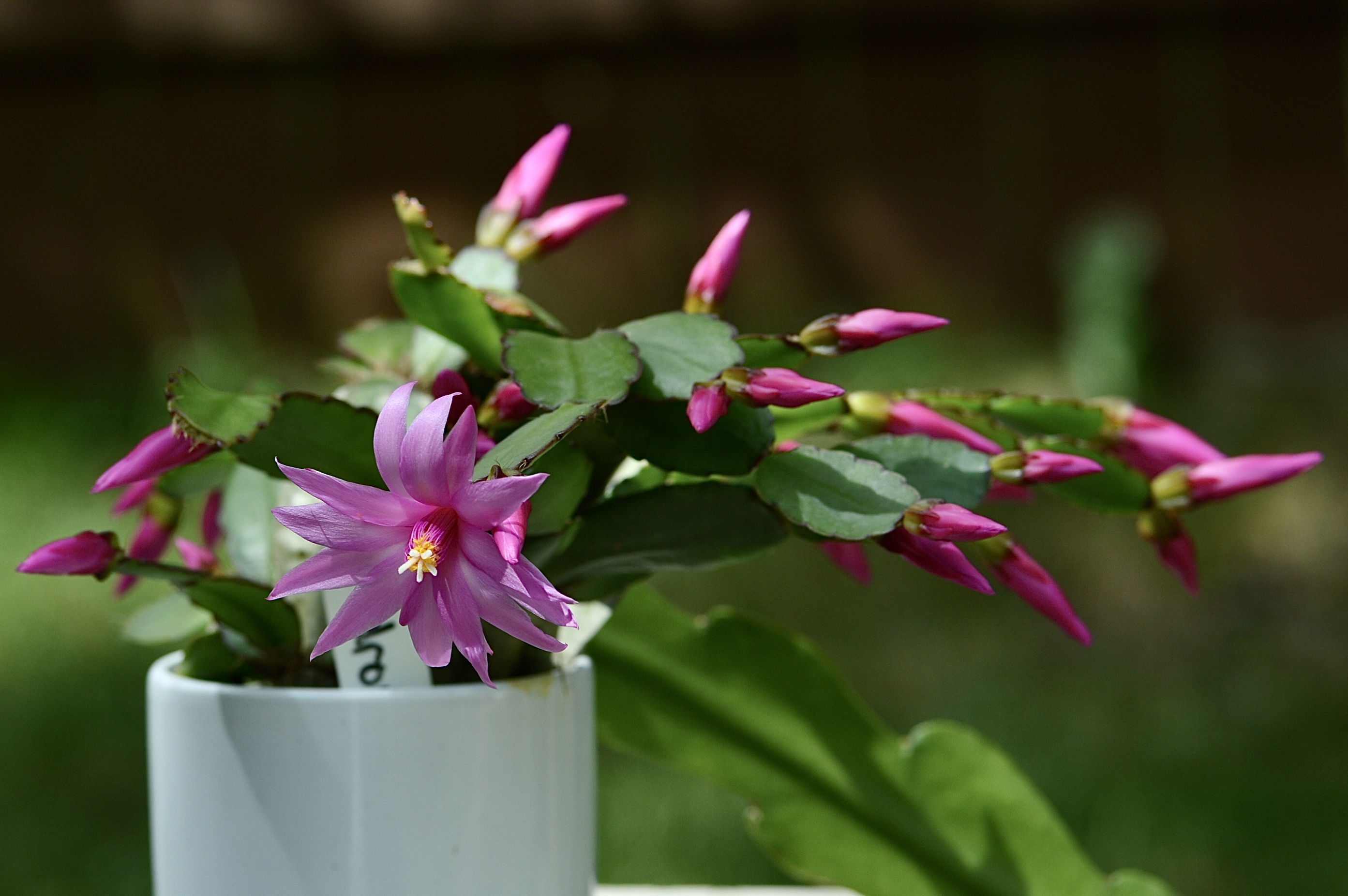 Rhipsalidopsis hybrid – ‘Andromeda’ – Epiphytic Cacti