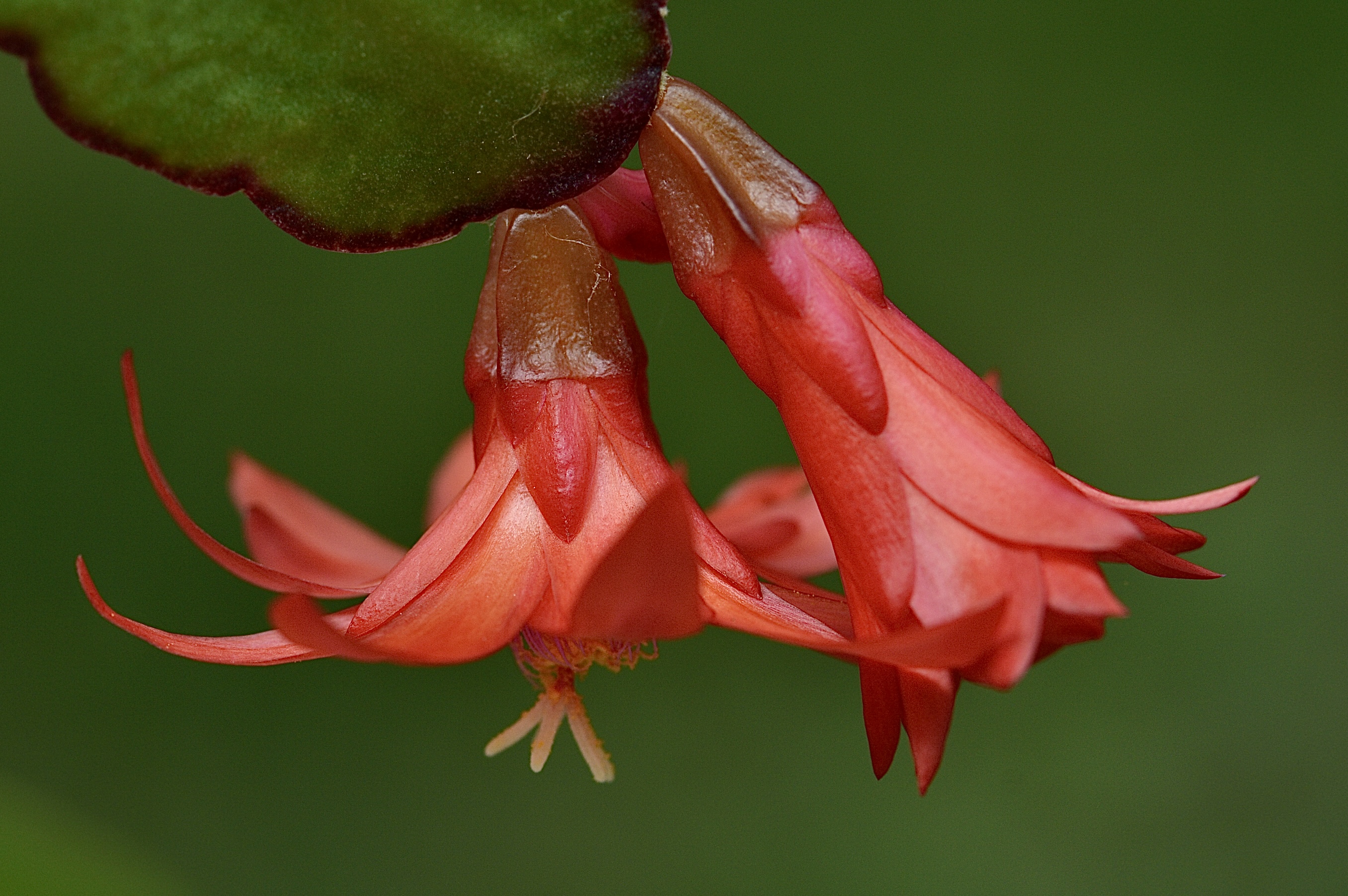 Rhipsalidopsis hybrid – ‘Auriga’ – Epiphytic Cacti