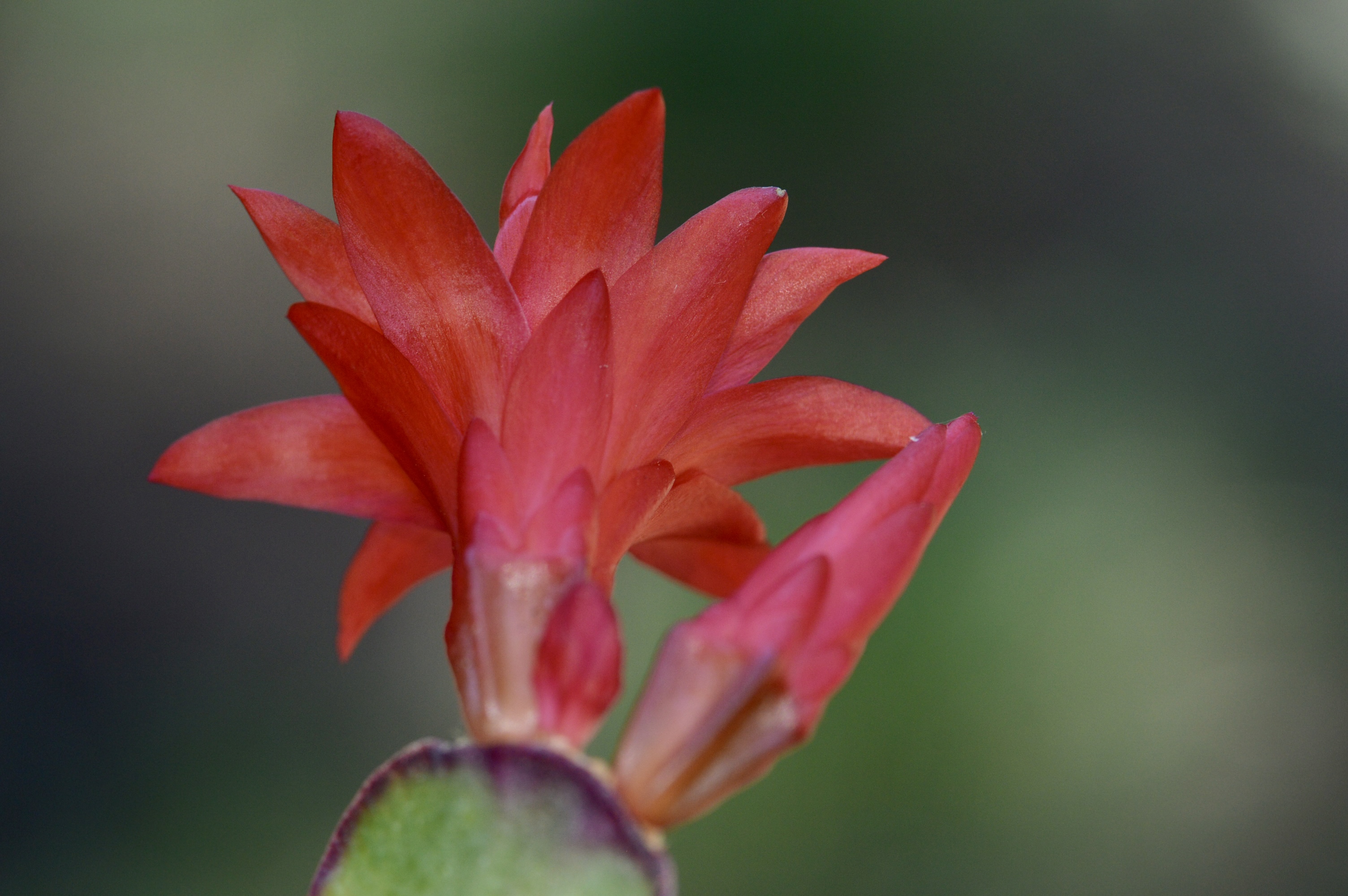 Rhipsalidopsis hybrid – ‘Auriga’ – Epiphytic Cacti