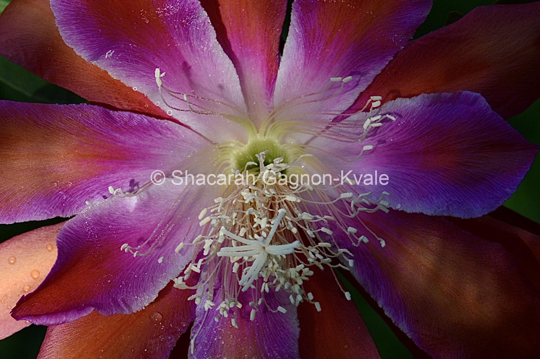 Disocactus hybrid – ‘Sunset Boulevard’ – Epiphytic Cacti