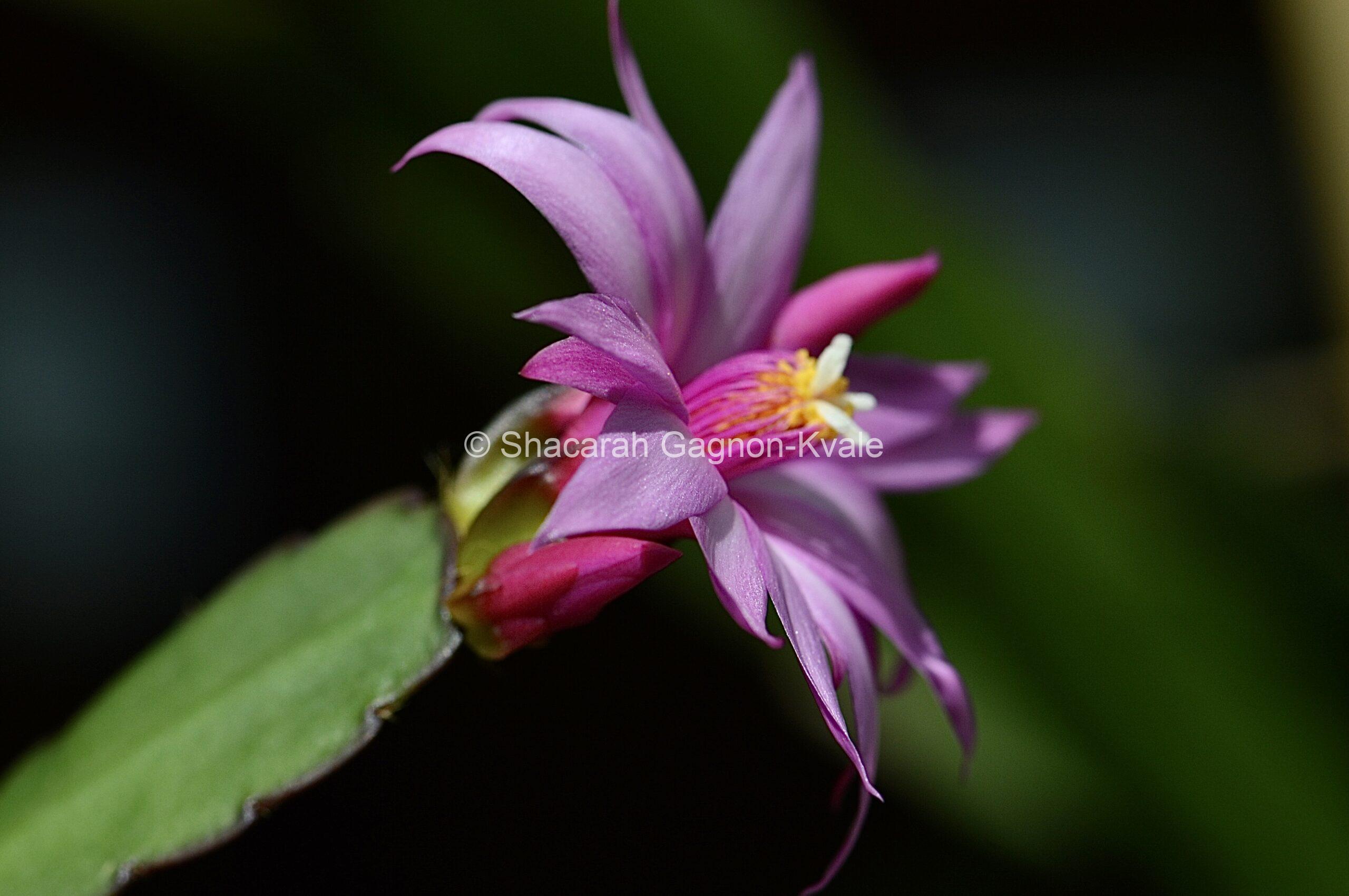 Rhipsalidopsis hybrid – ‘Andromeda’ – Epiphytic Cacti