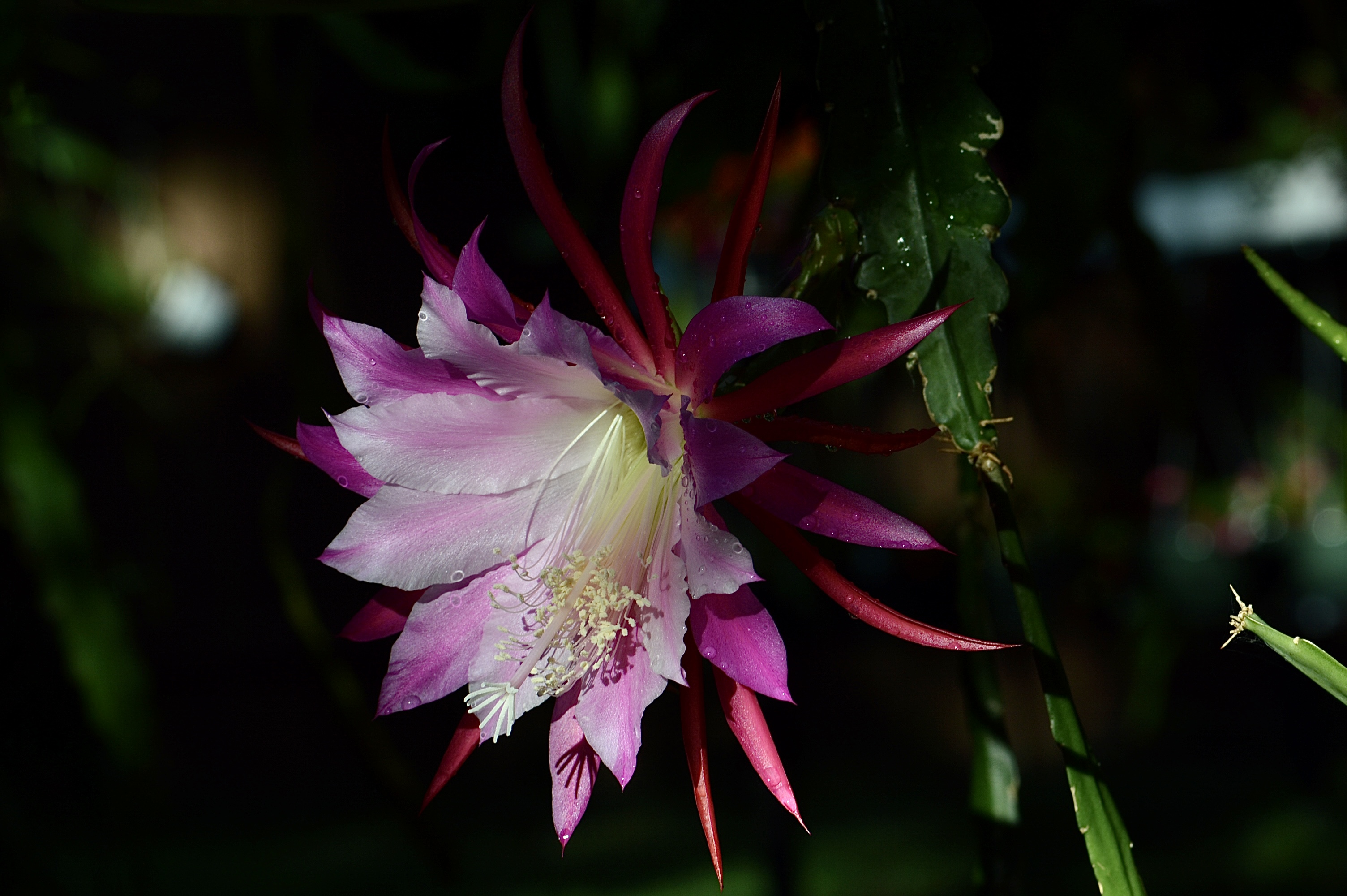 Disocactus hybrid – ‘Chiyo Matsumiya’ – Epiphytic Cacti