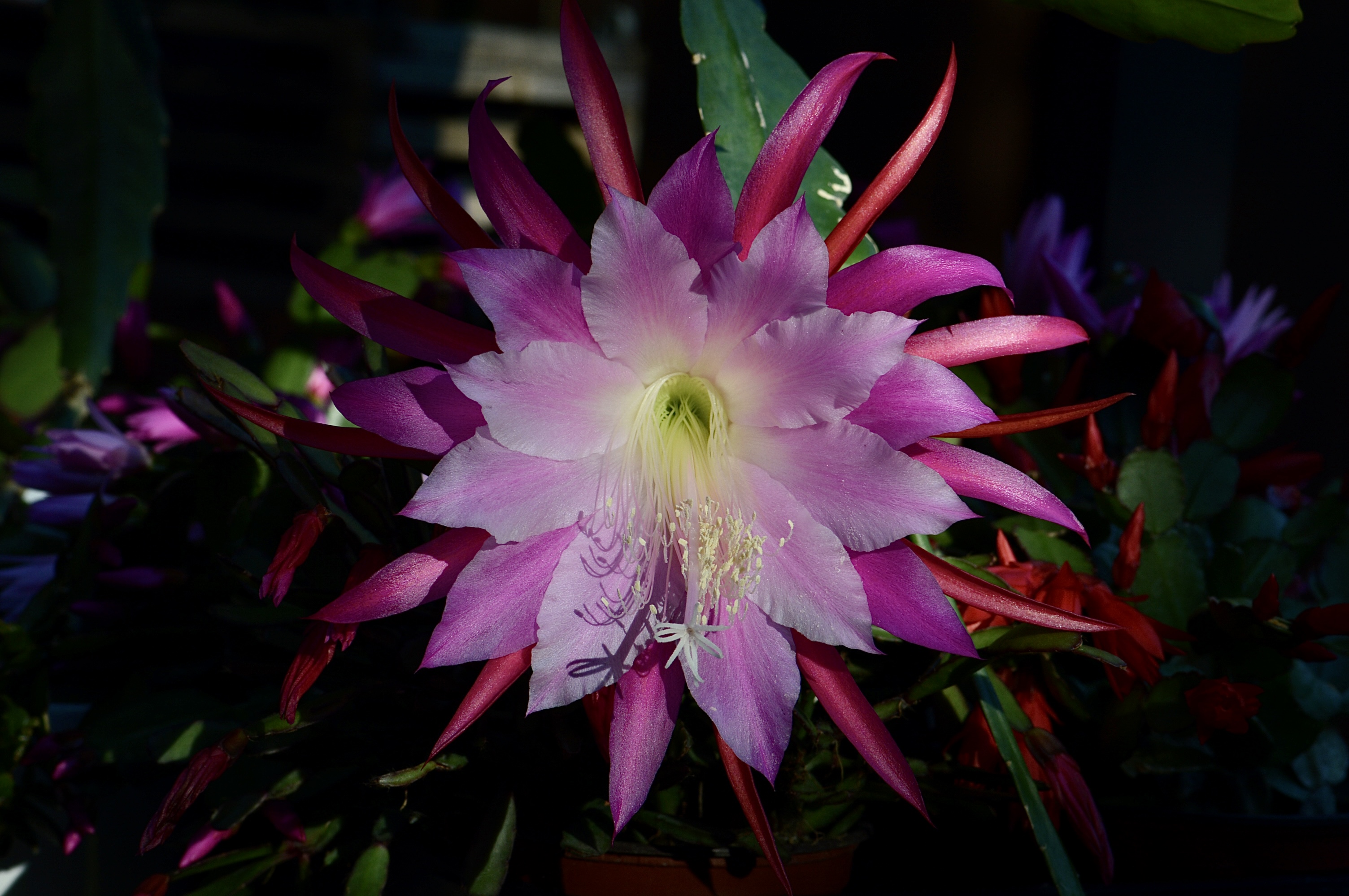 Disocactus hybrid – ‘Chiyo Matsumiya’ – Epiphytic Cacti