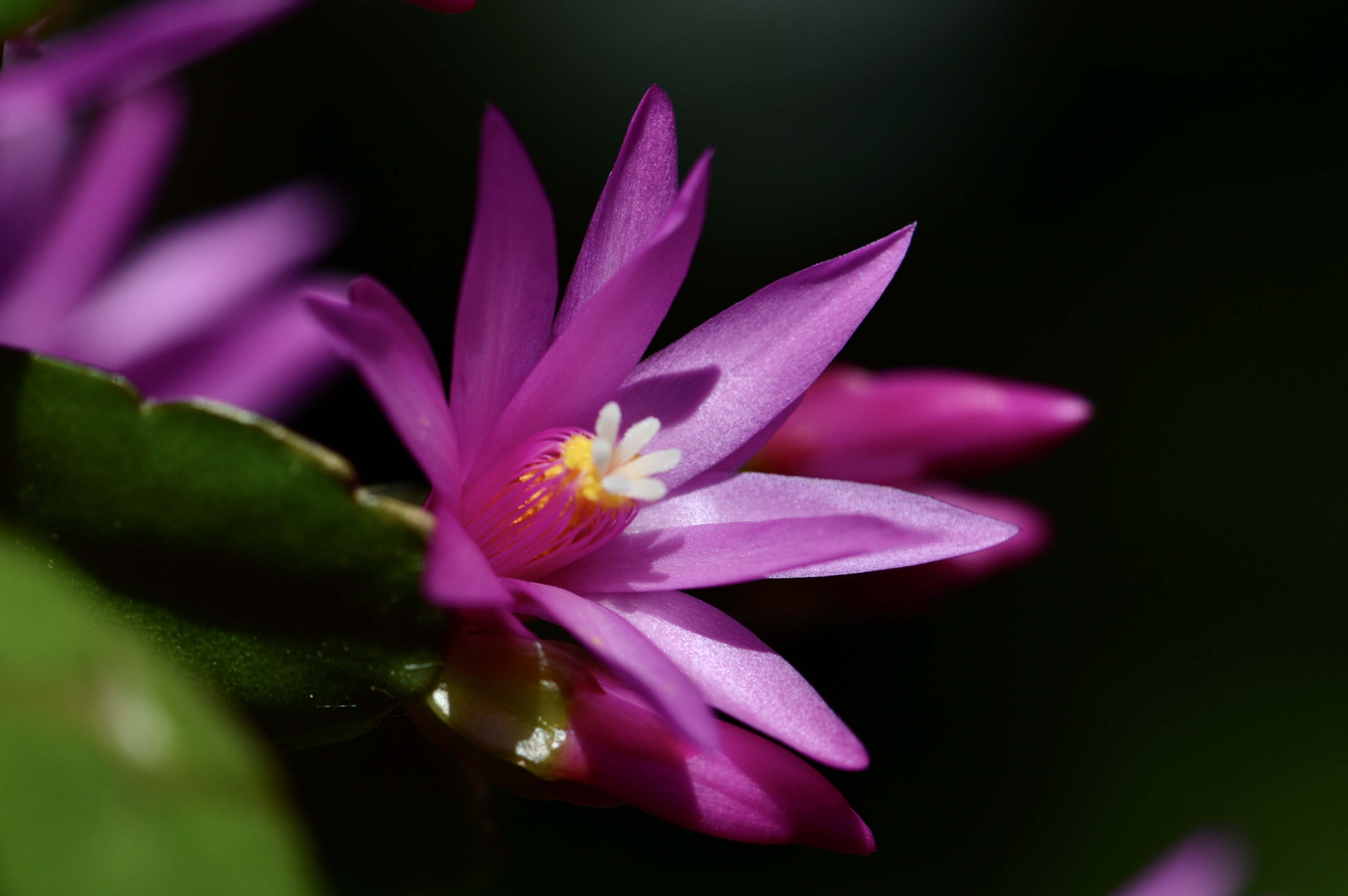 Rhipsalidopsis hybrid – ‘Evita’ – Epiphytic Cacti