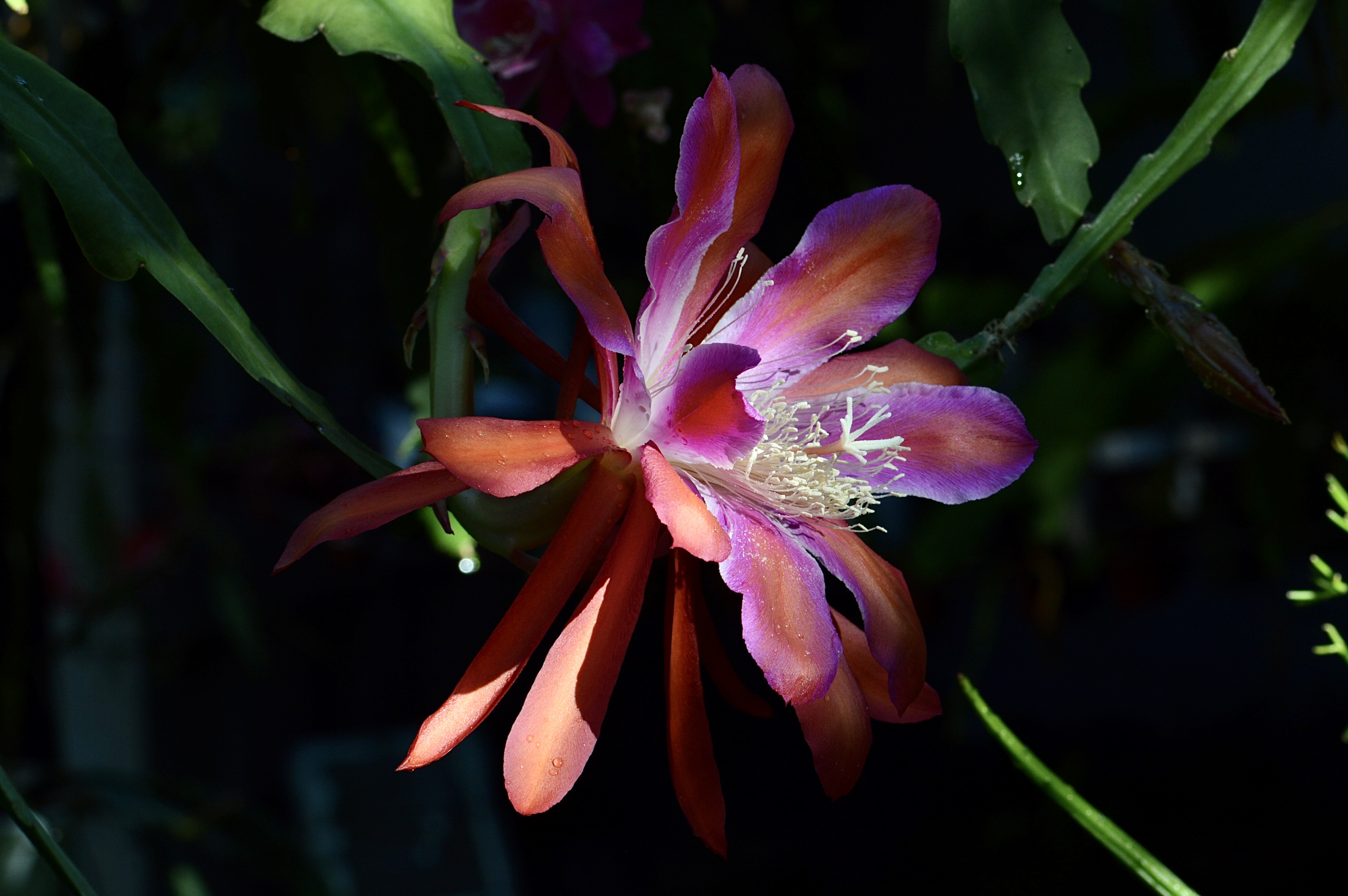 Disocactus hybrid – ‘Sunset Boulevard’ – Epiphytic Cacti