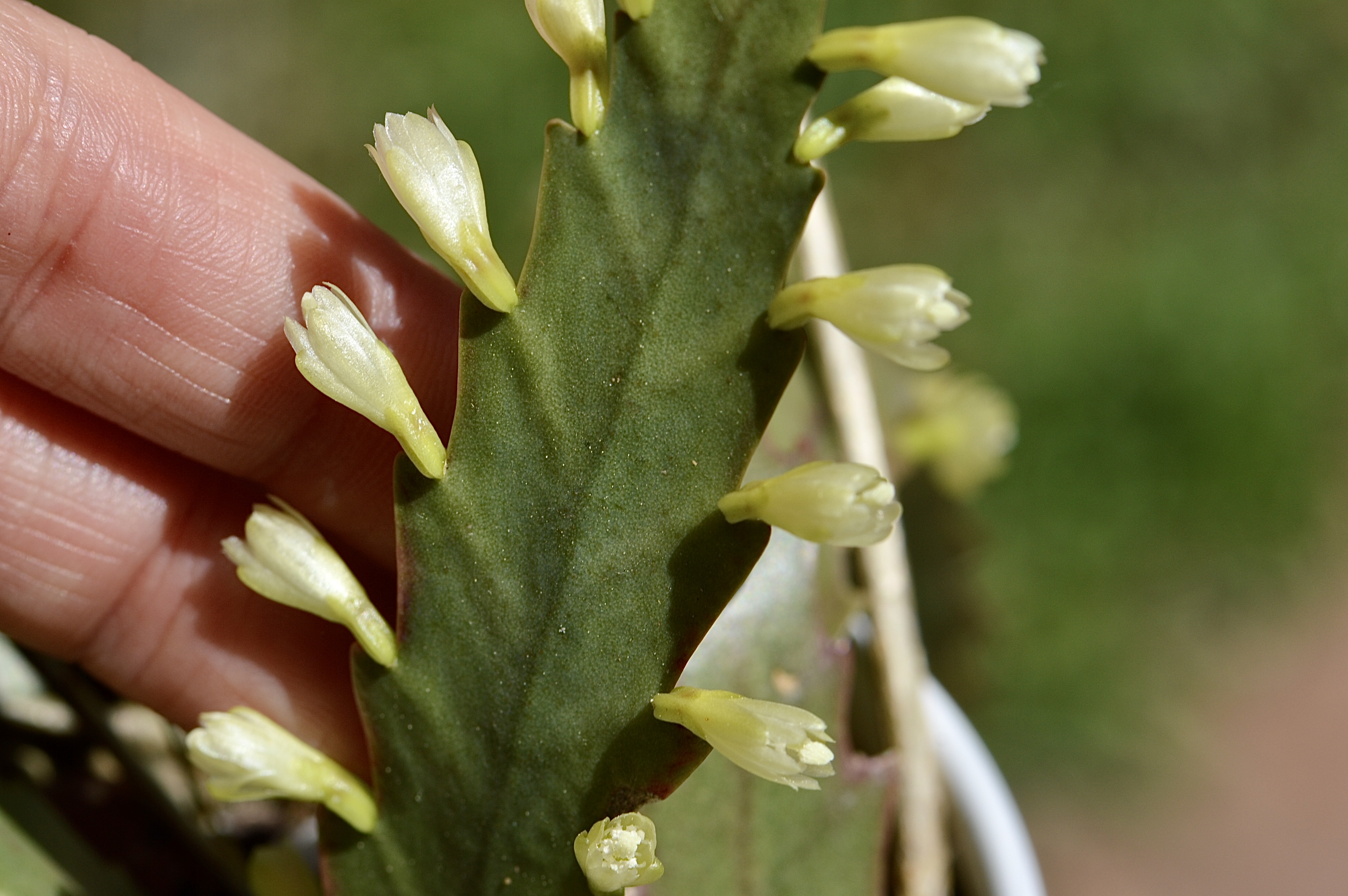 Lepismium houlletianum form regnellii – Epiphytic Cacti